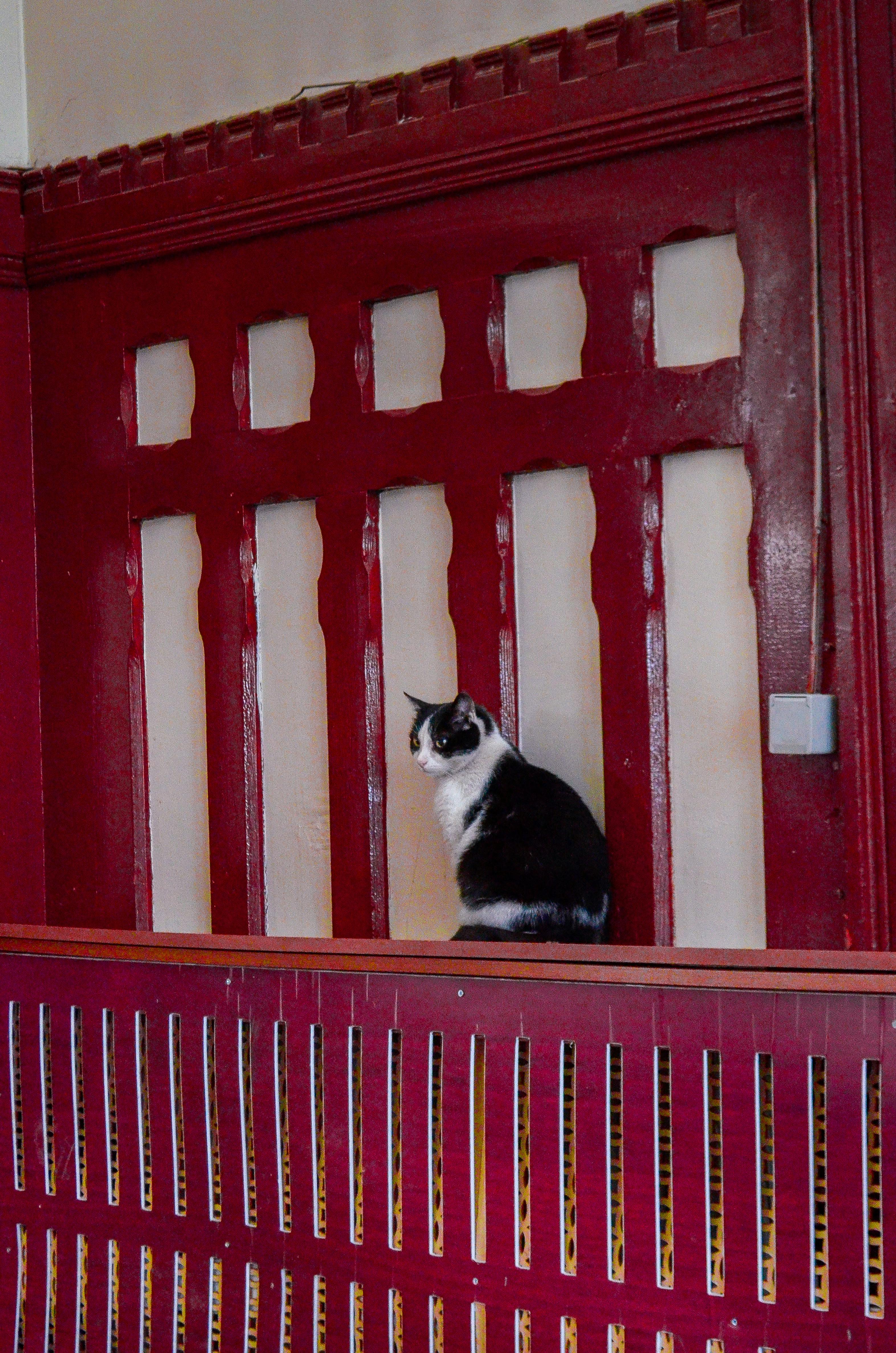 Turkey Animal Photos, Download The BEST Free Turkey Animal Stock Photos ...