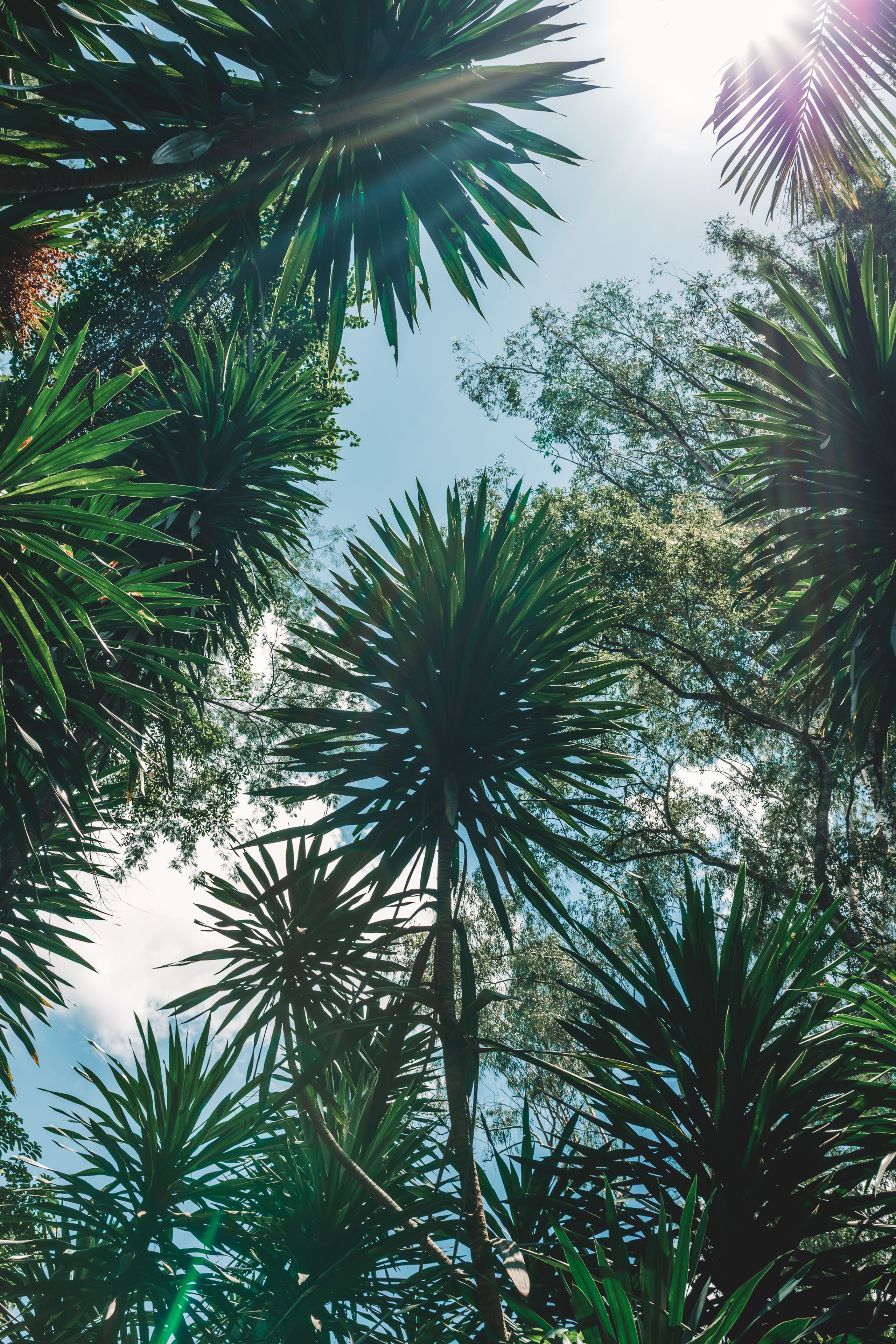 Tropical Foliage Against a Clear Blue Sky in Brazil · Free Stock Photo
