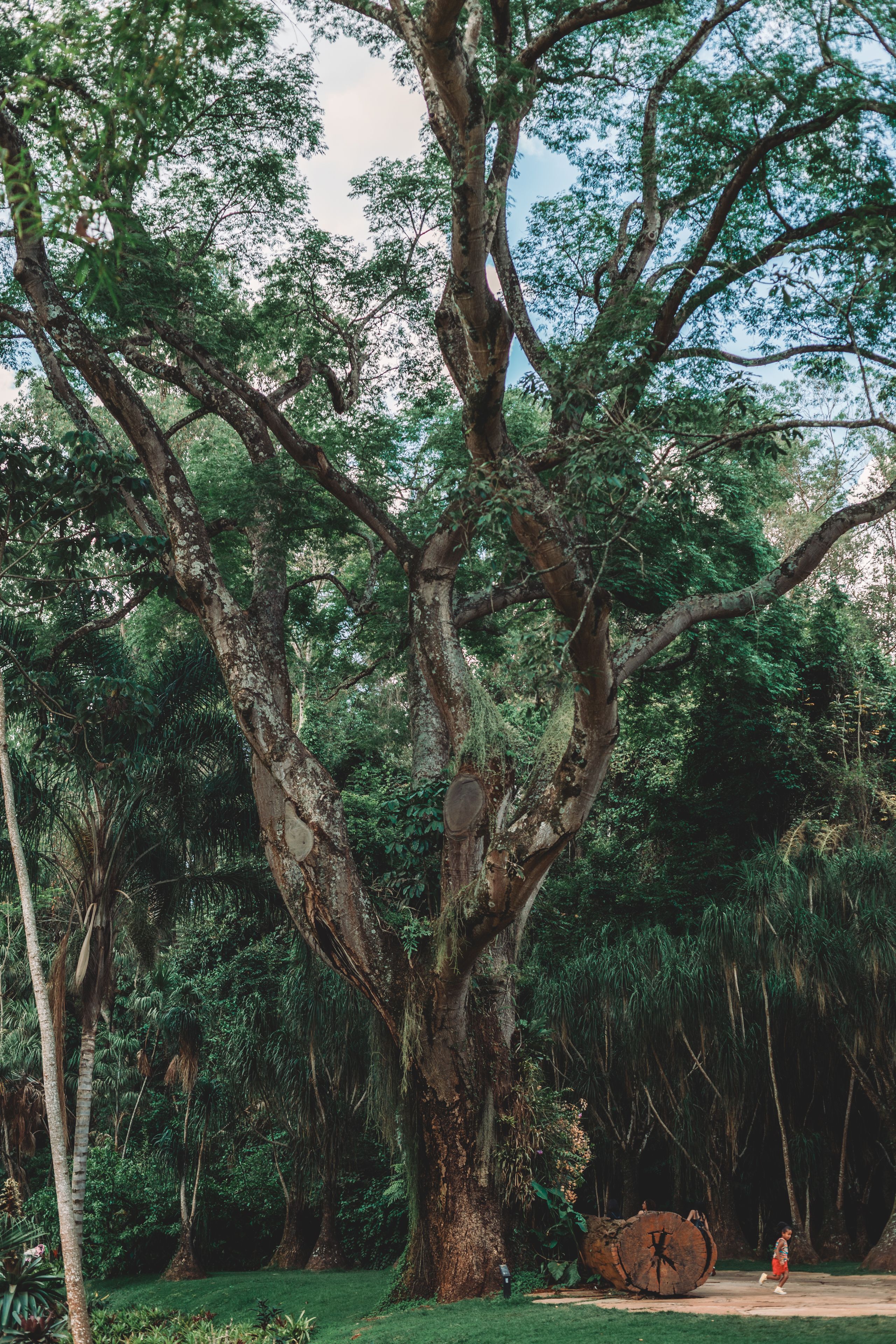 Majestic Tree in Brumadinho, Brazil Park · Free Stock Photo