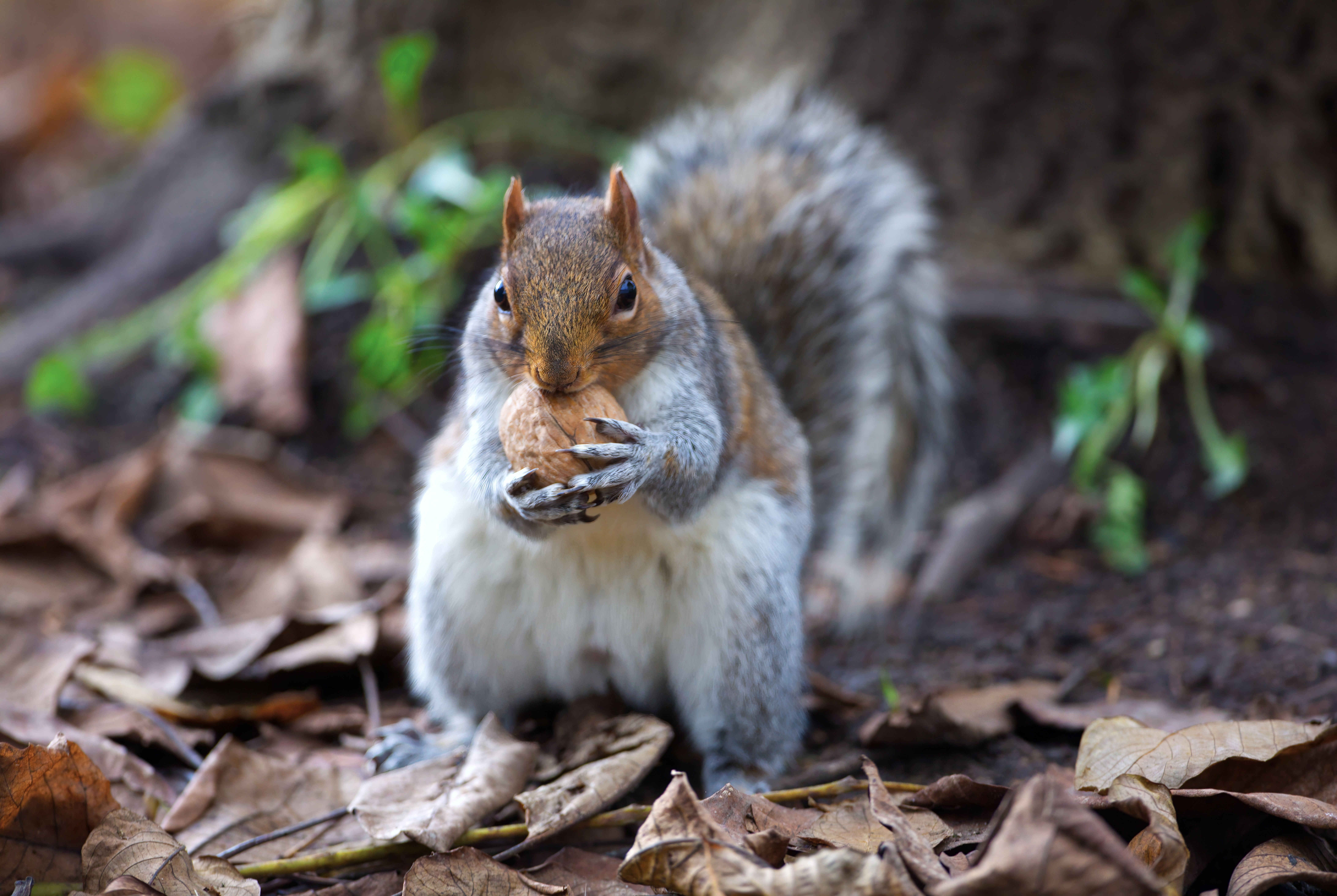 Close-up of Eastern Gray Squirrel with Walnut · Free Stock Photo