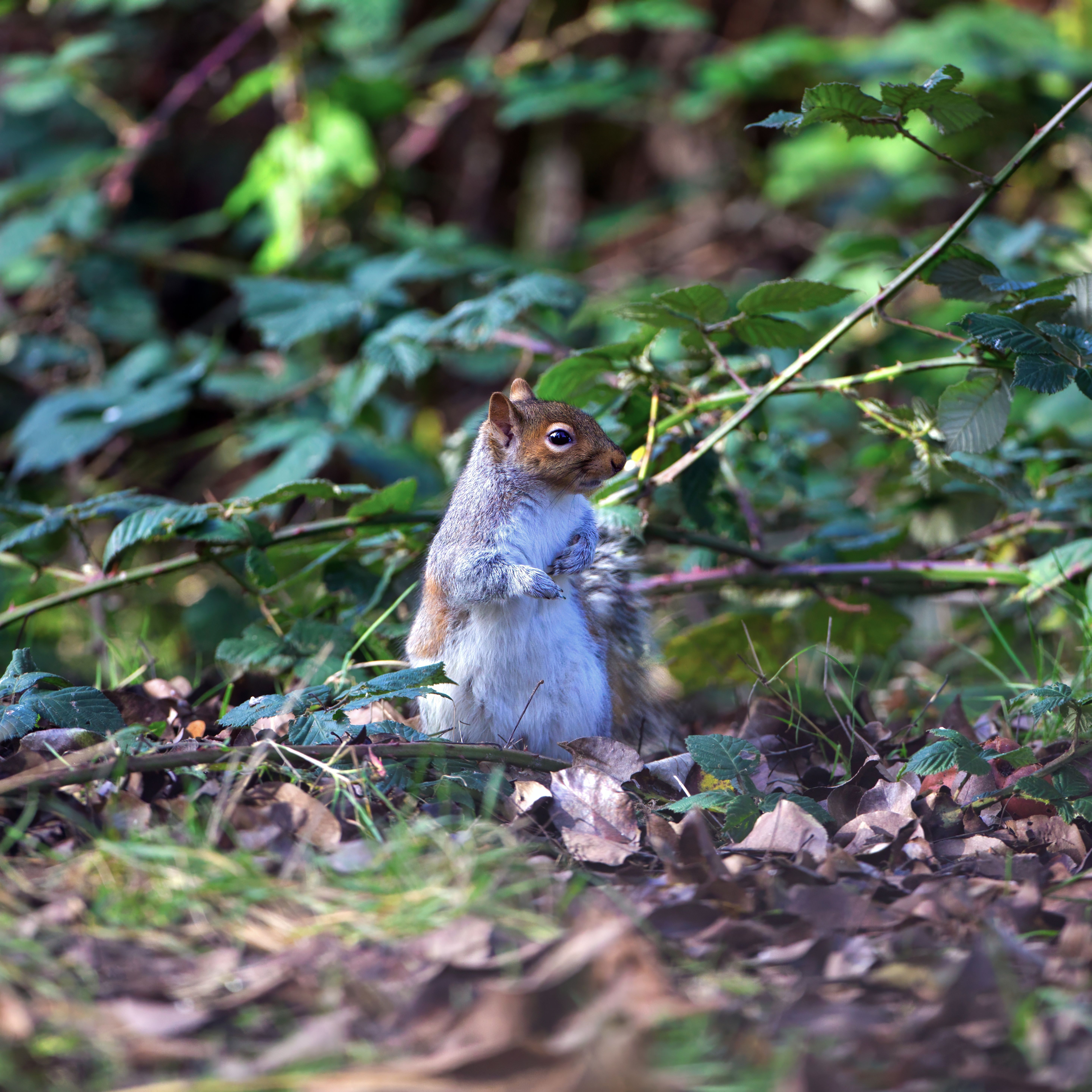 Small Animal Photos, Download The BEST Free Small Animal Stock Photos ...