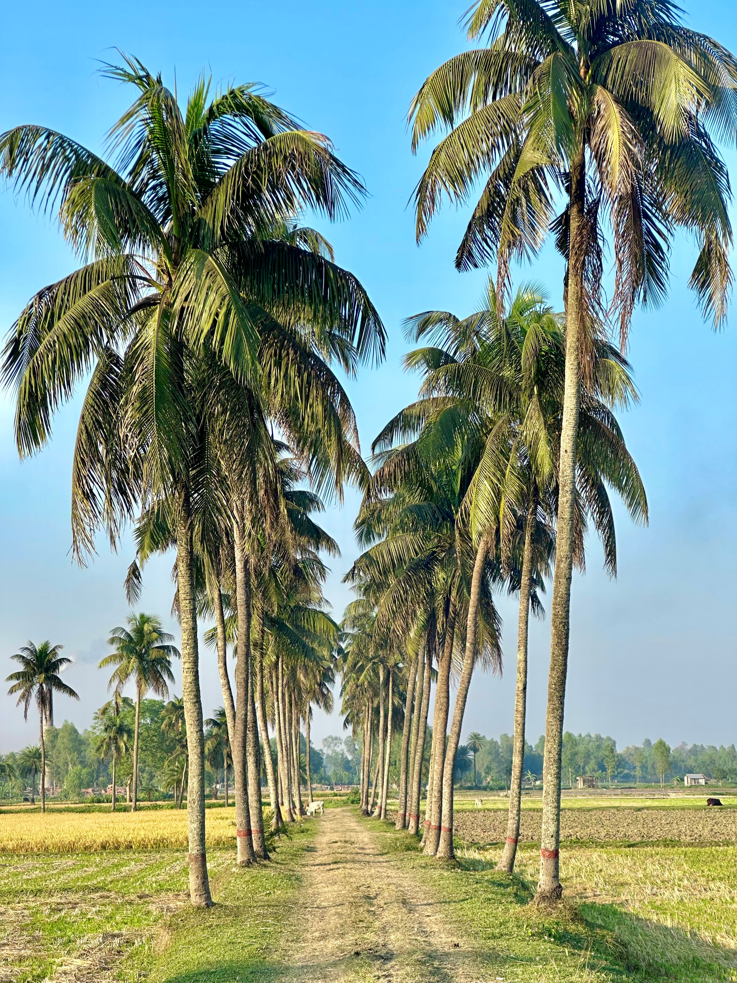 Scenic palm tree pathway in rural Bangladesh · Free Stock Photo