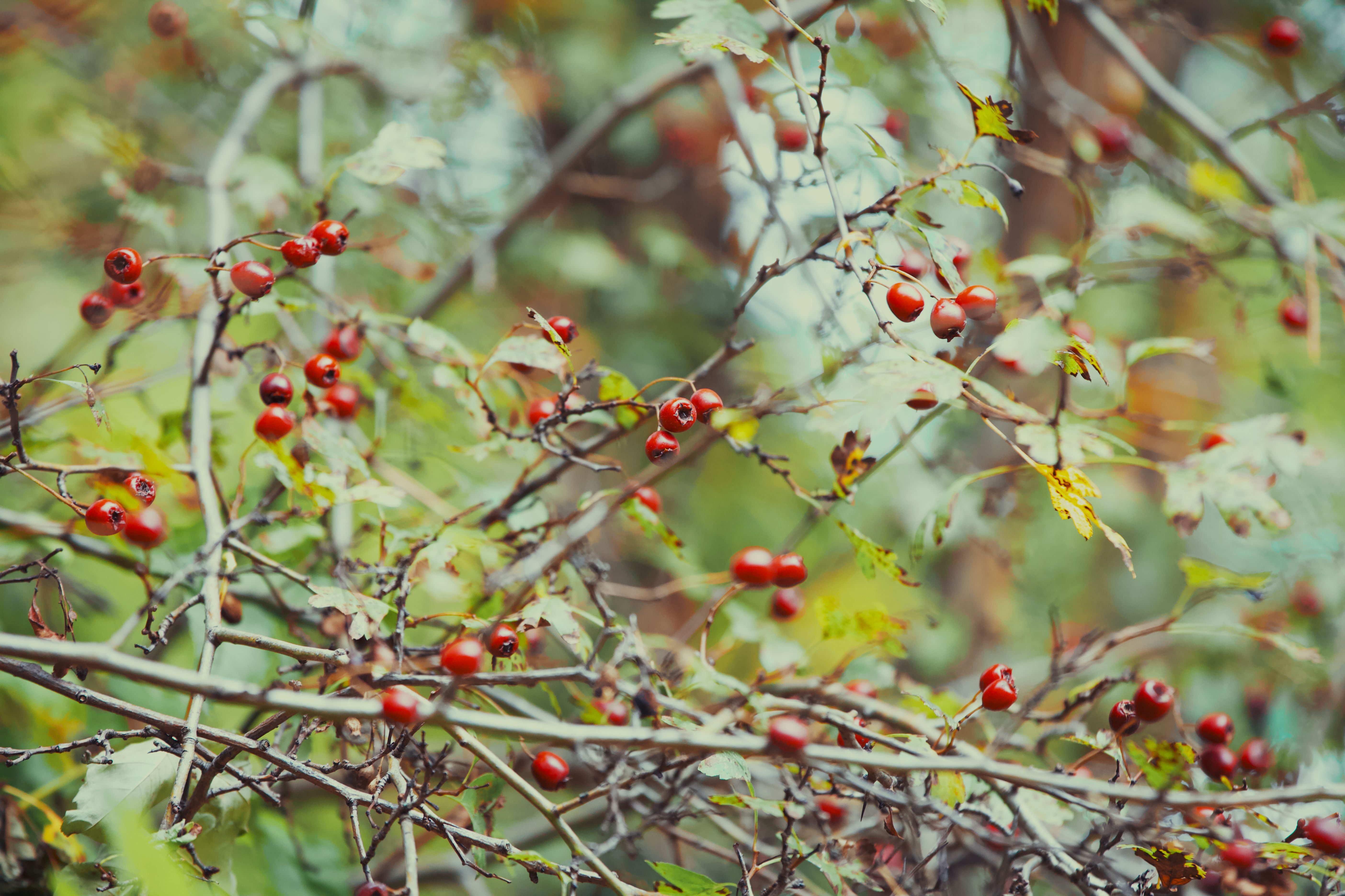 Briar Bush Photos, Download The BEST Free Briar Bush Stock Photos & HD ...