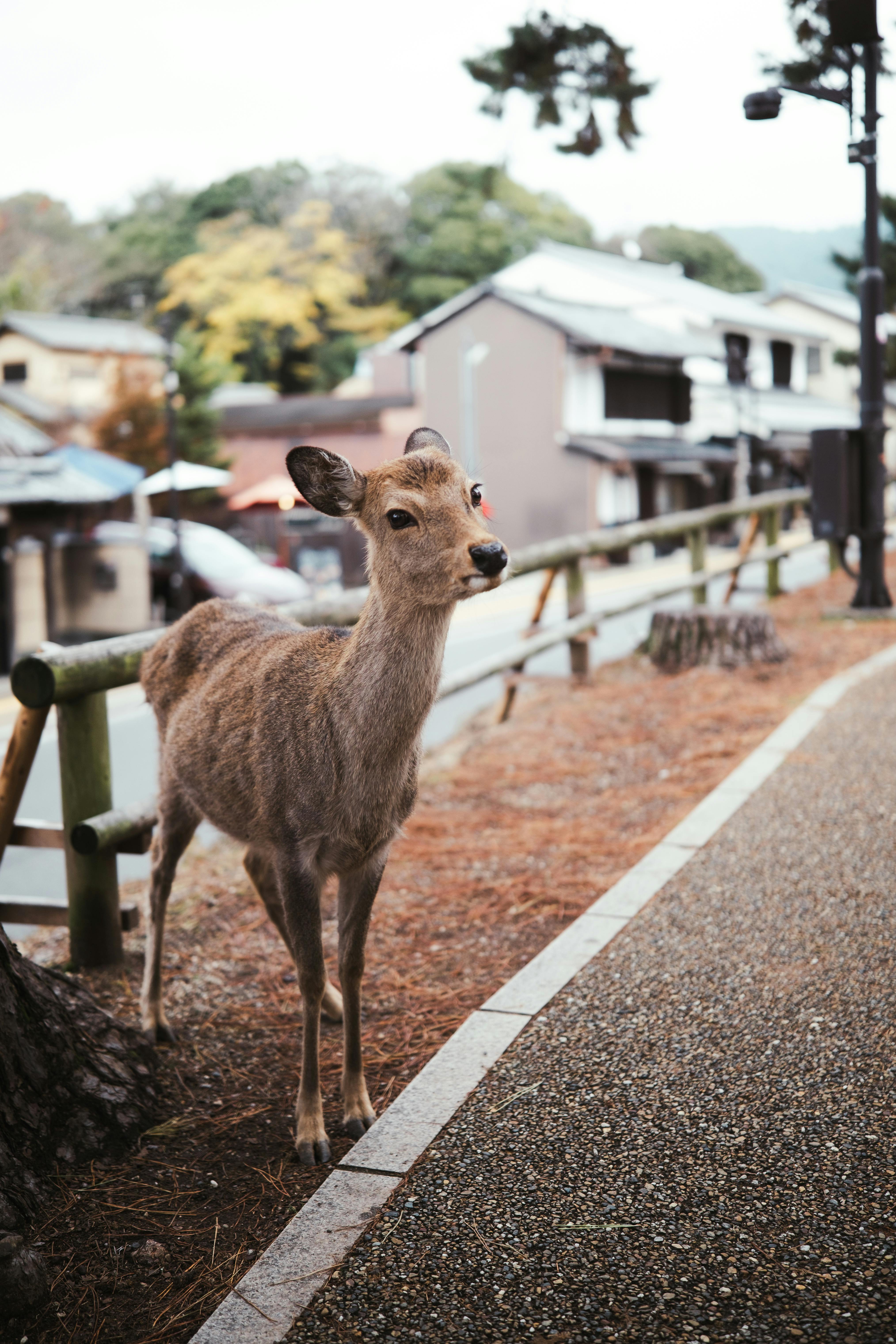 Artificial+Spiral+Hill+In+Sydney+Olympic+Park,+Australia Photos ...