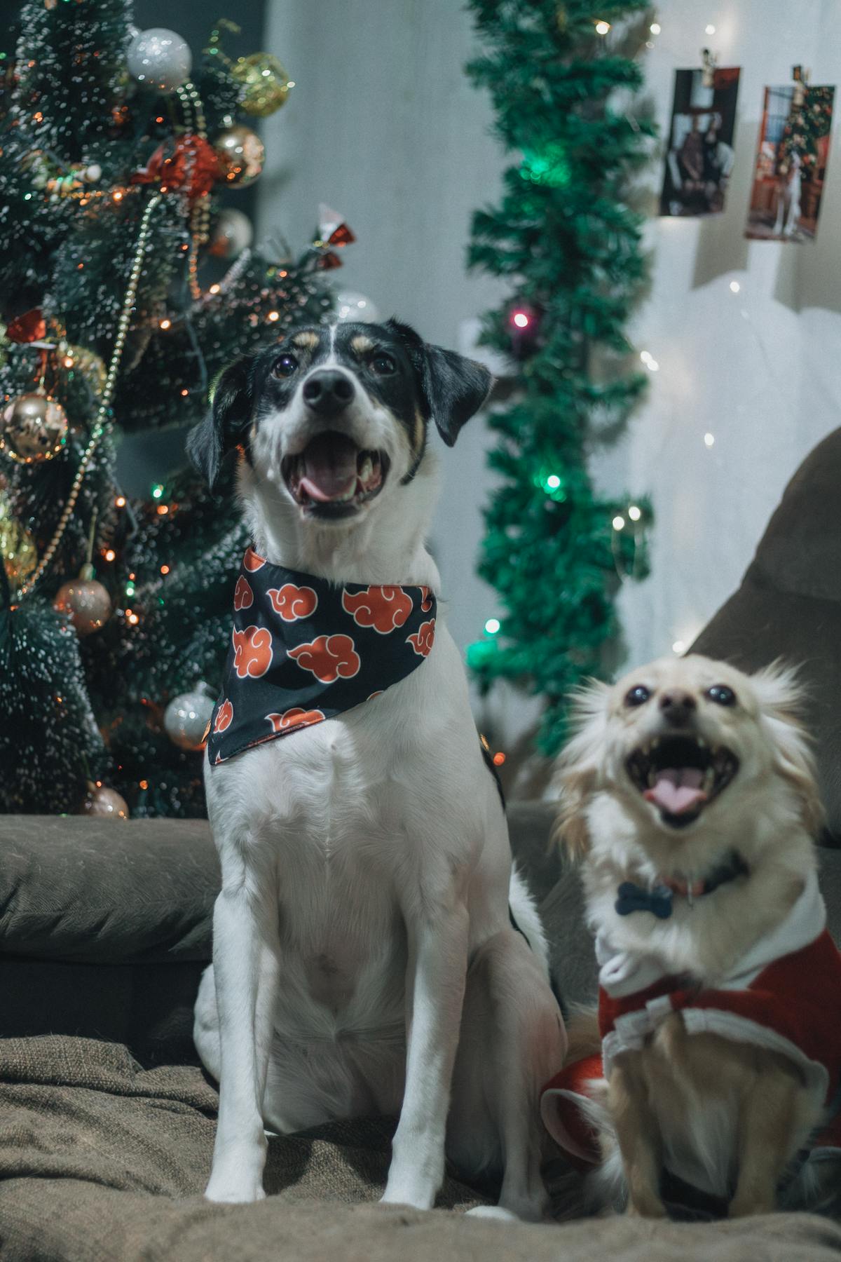 Holiday Dogs Photos, Download The BEST Free Holiday Dogs Stock Photos ...