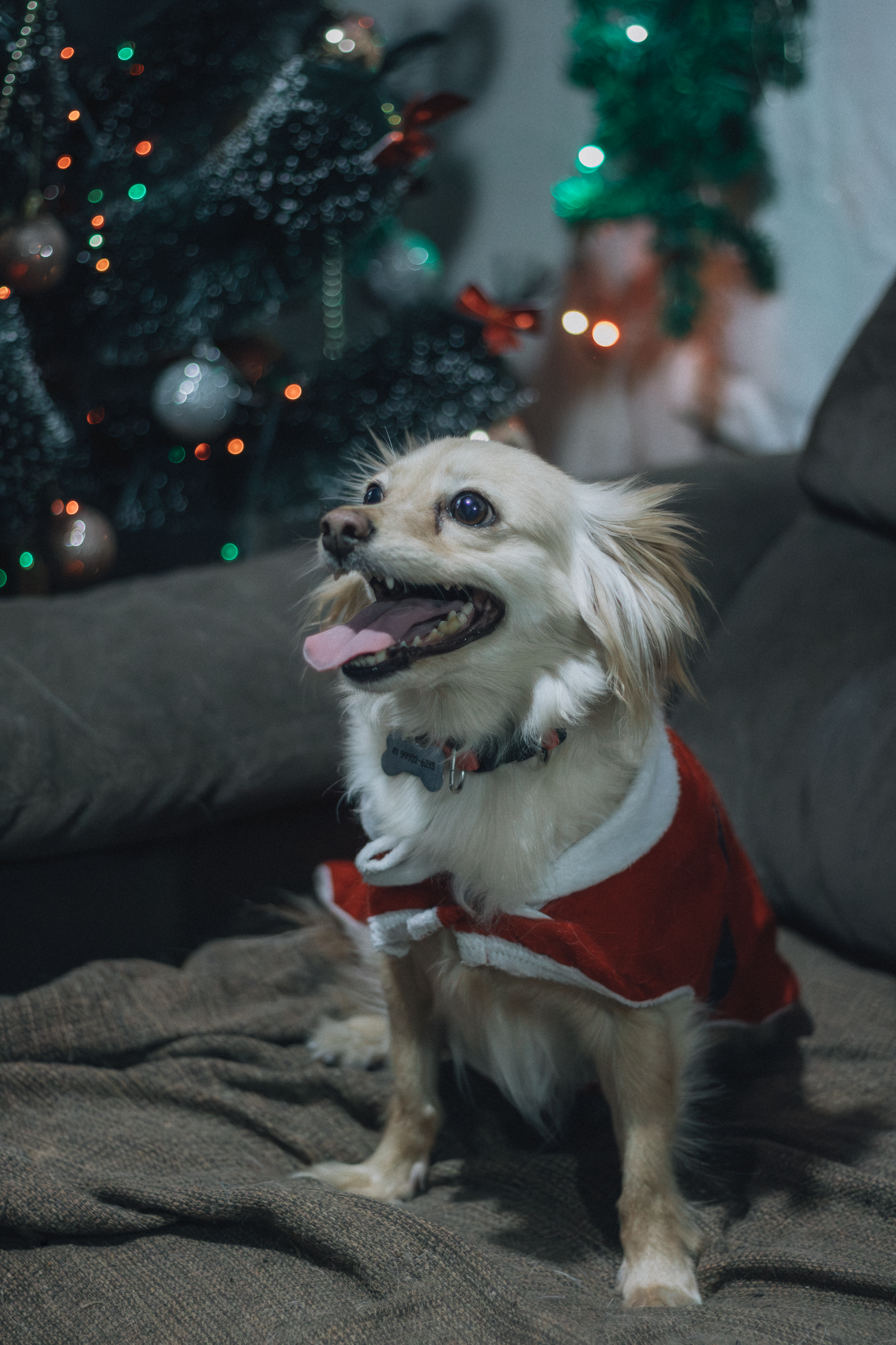 Cute Dog in Santa Outfit by Christmas Tree · Free Stock Photo