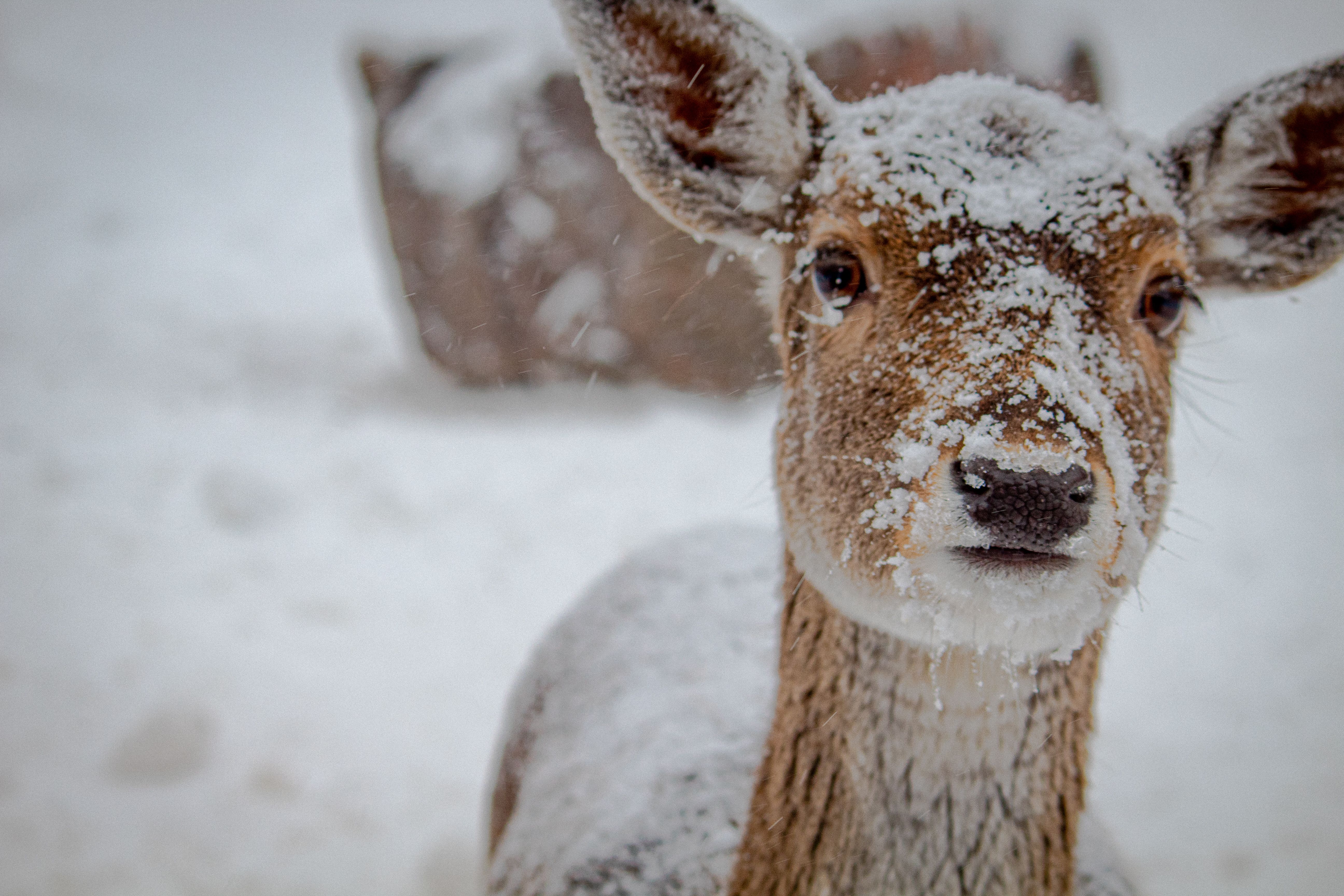 Fawning Photos, Download The BEST Free Fawning Stock Photos & HD Images