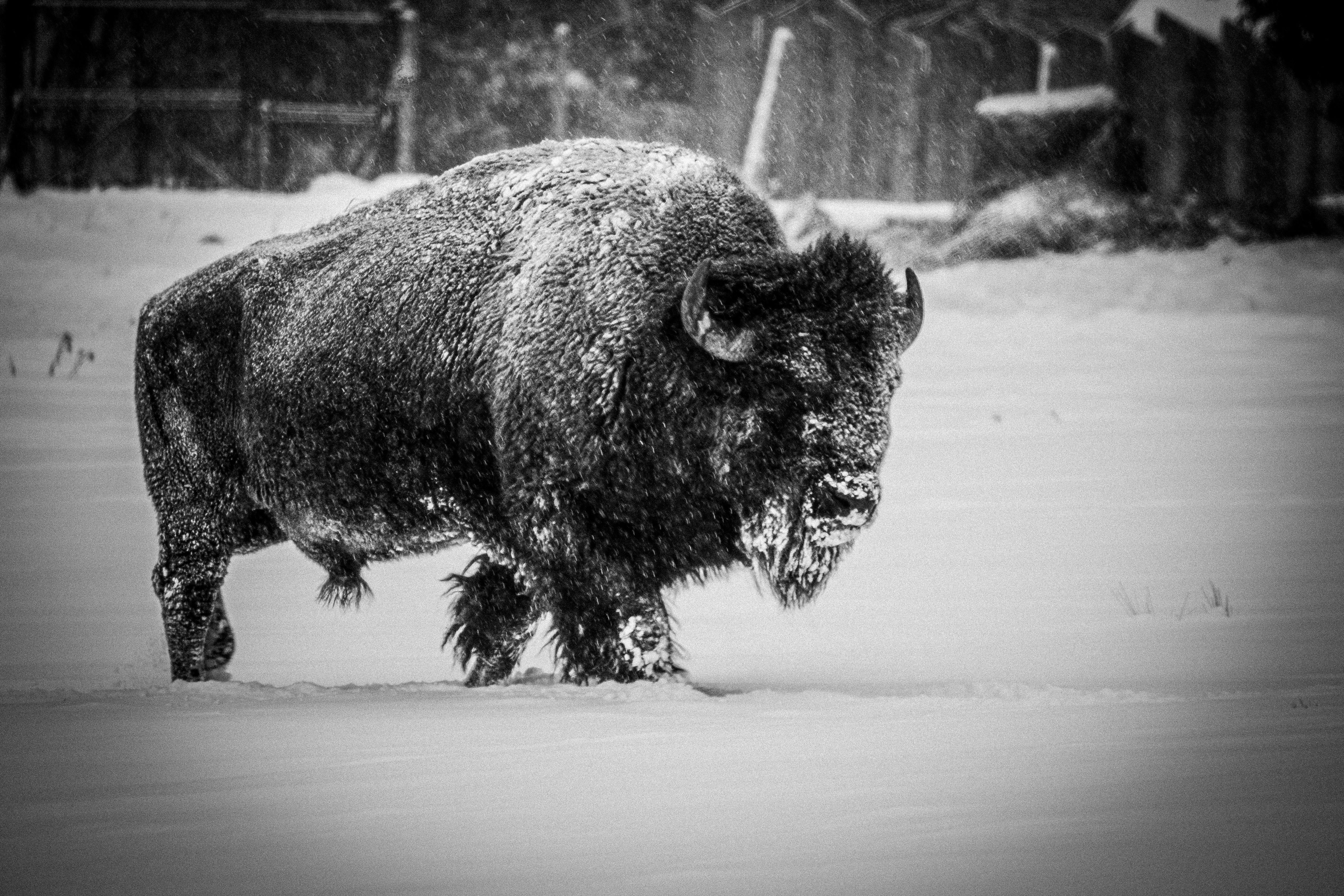 Bison Photos, Download The BEST Free Bison Stock Photos & HD Images