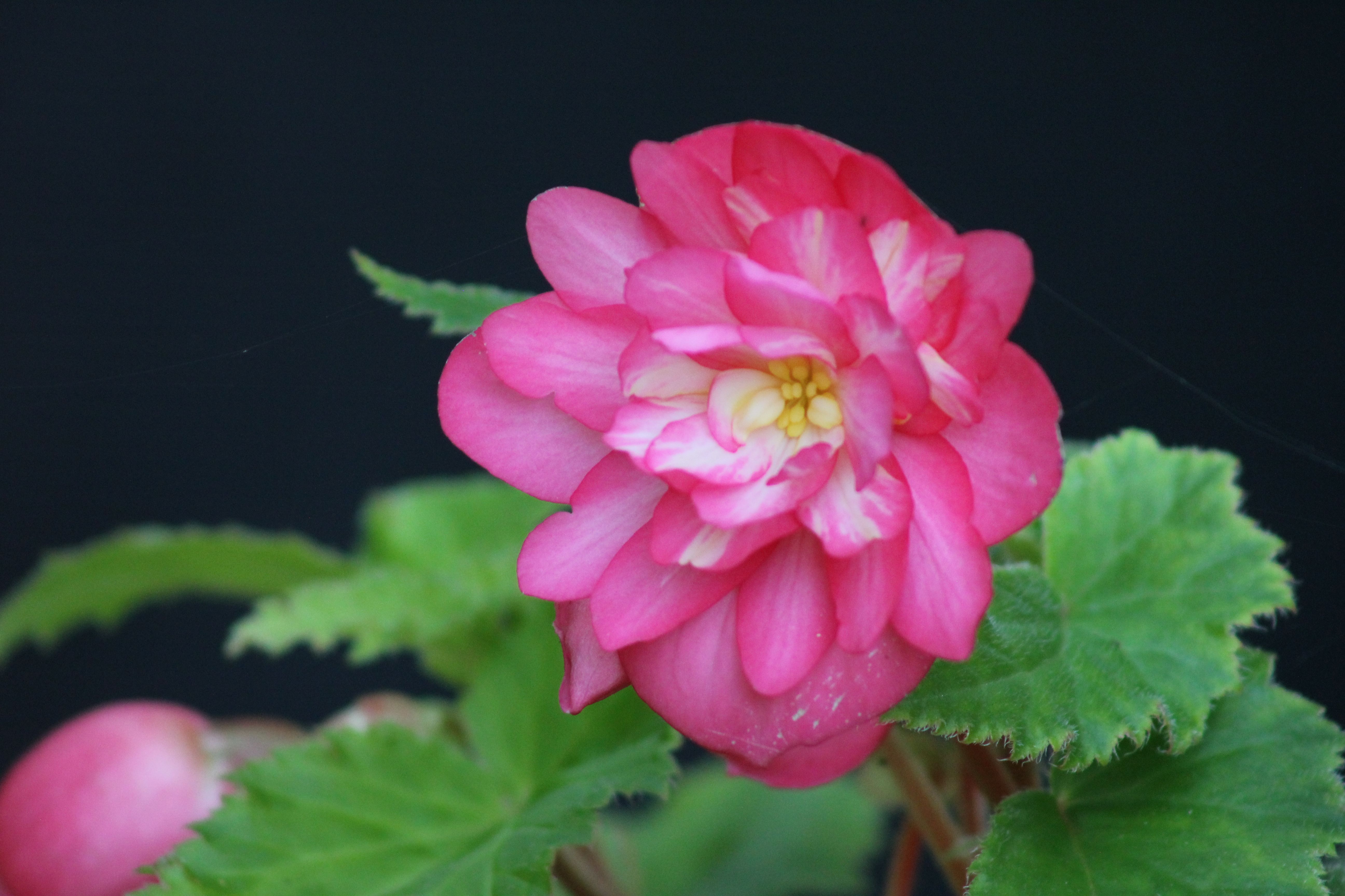 Vibrant Pink Begonia Flower in Bloom · Free Stock Photo