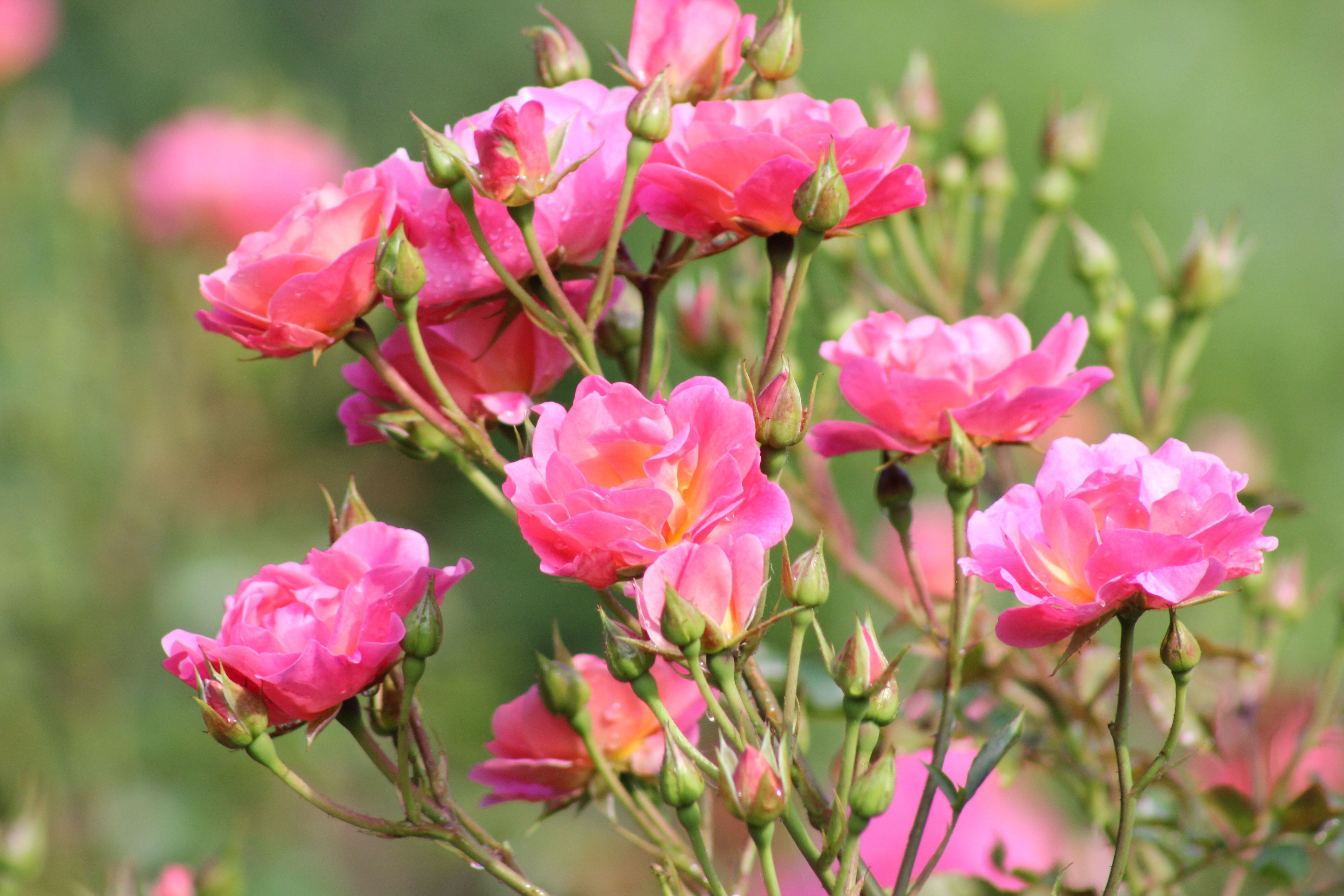 Spring Season Photos, Download The BEST Free Spring Season Stock Photos ...