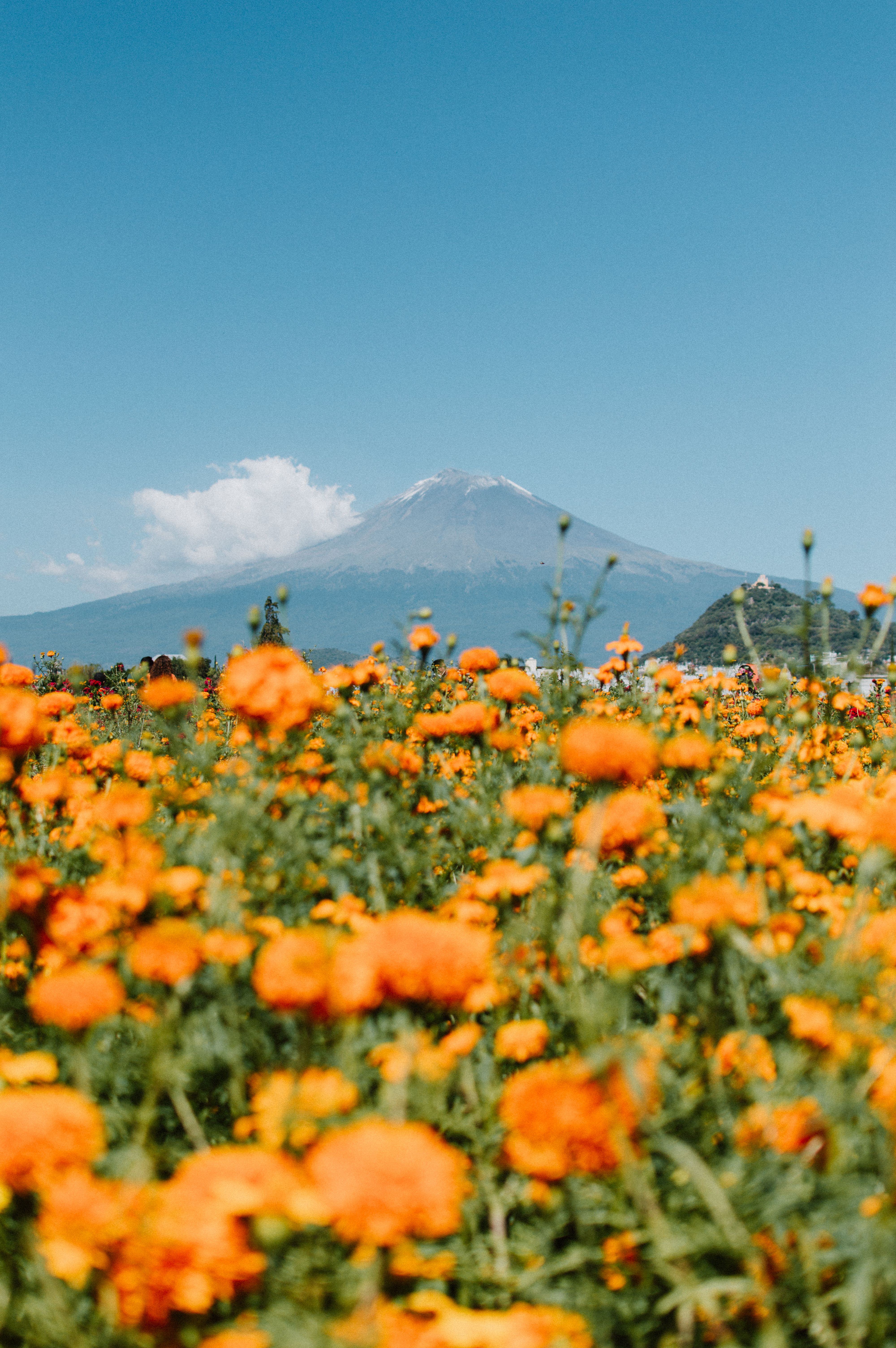 Campo De Calêndulas Com O Vulcão Popocatépetl Ao Fundo. · Foto ...