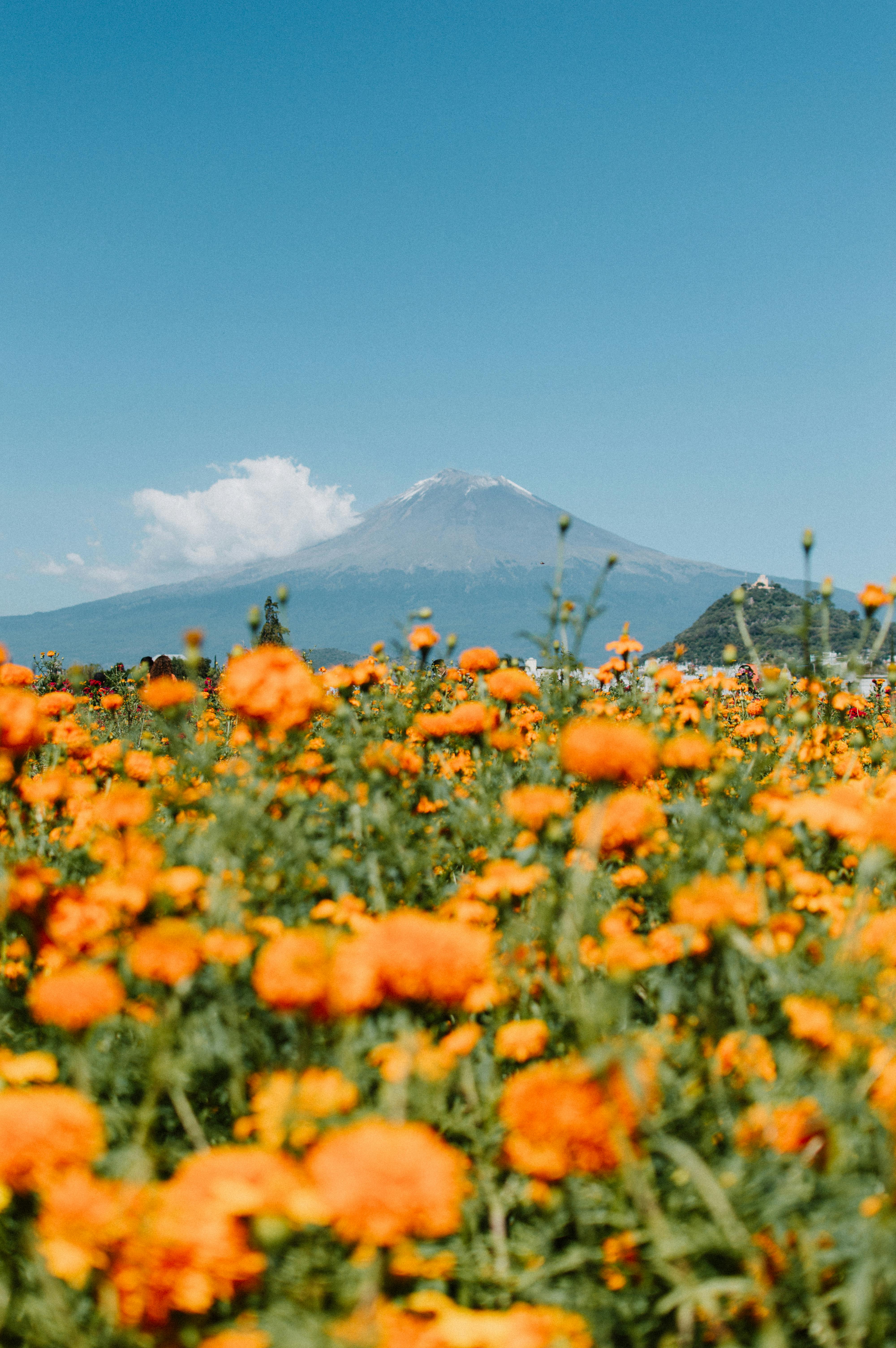 Marigold Field with Popocatépetl Volcano in Background · Free Stock Photo