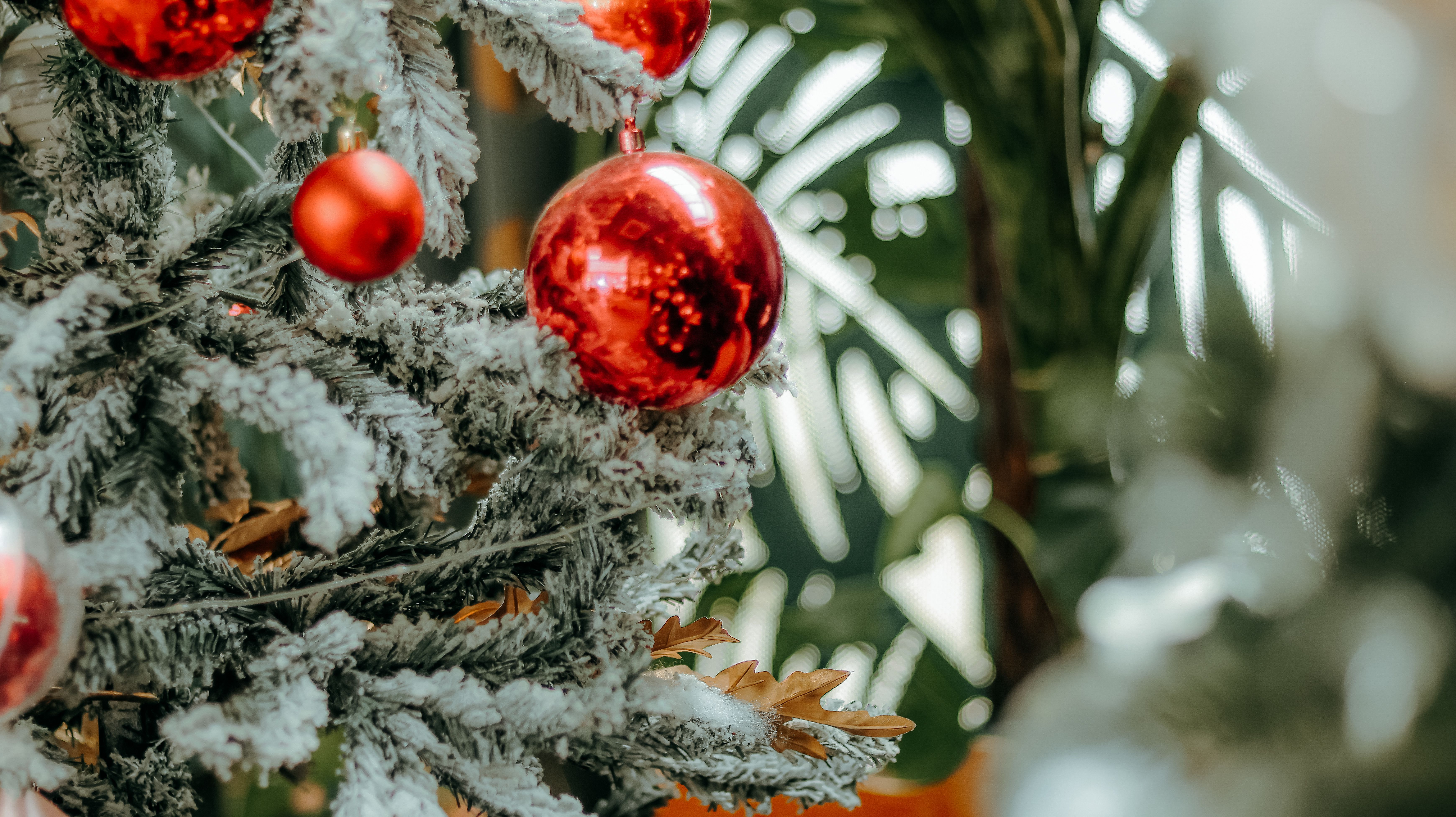 Festive Christmas Tree with Red Ornaments · Free Stock Photo