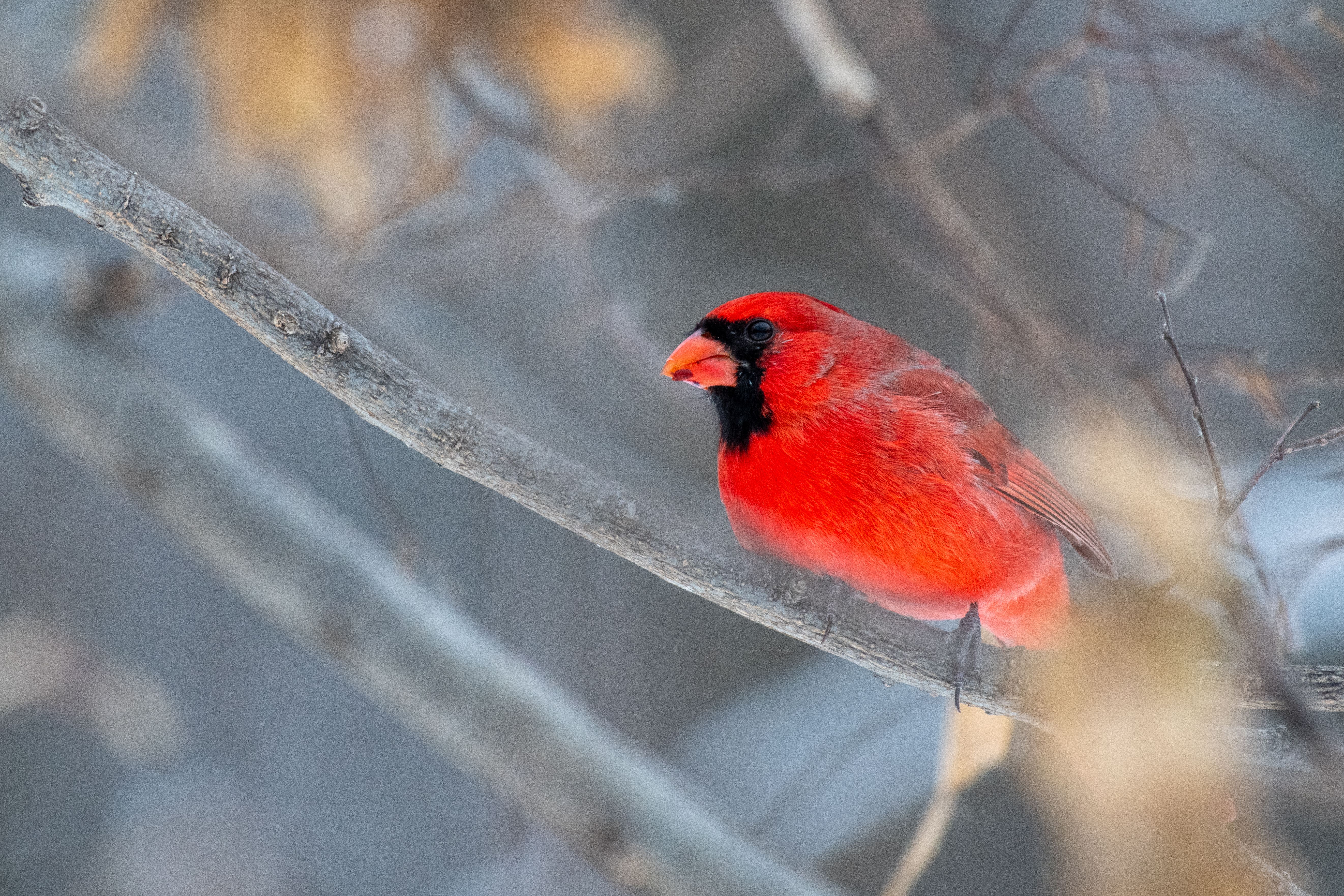 Red Cardinal Bird on Tree Branch · Free Stock Photo