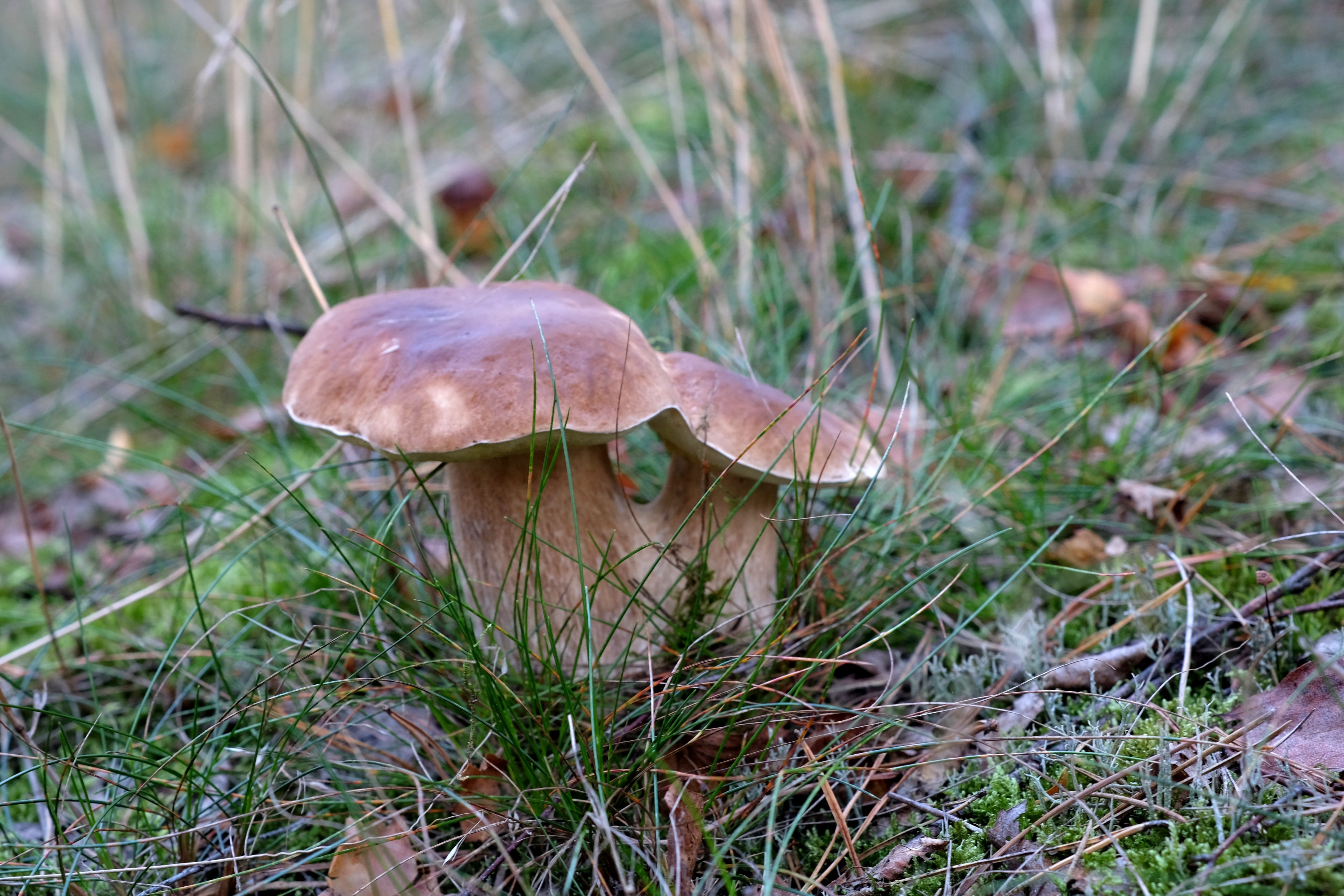 Wild Porcini Mushrooms Growing in Forest Underbrush · Free Stock Photo