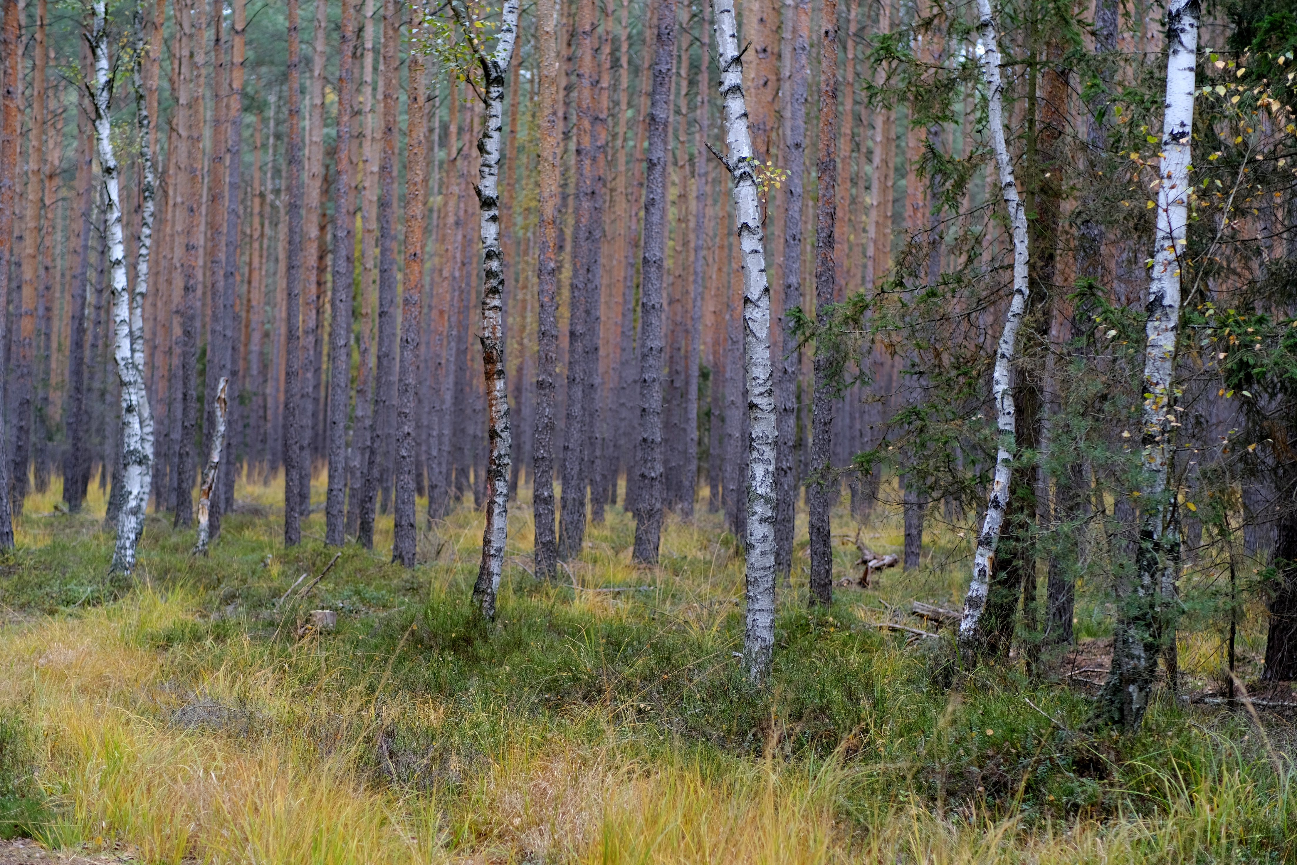 Tranquil Birch and Pine Forest Scene · Free Stock Photo