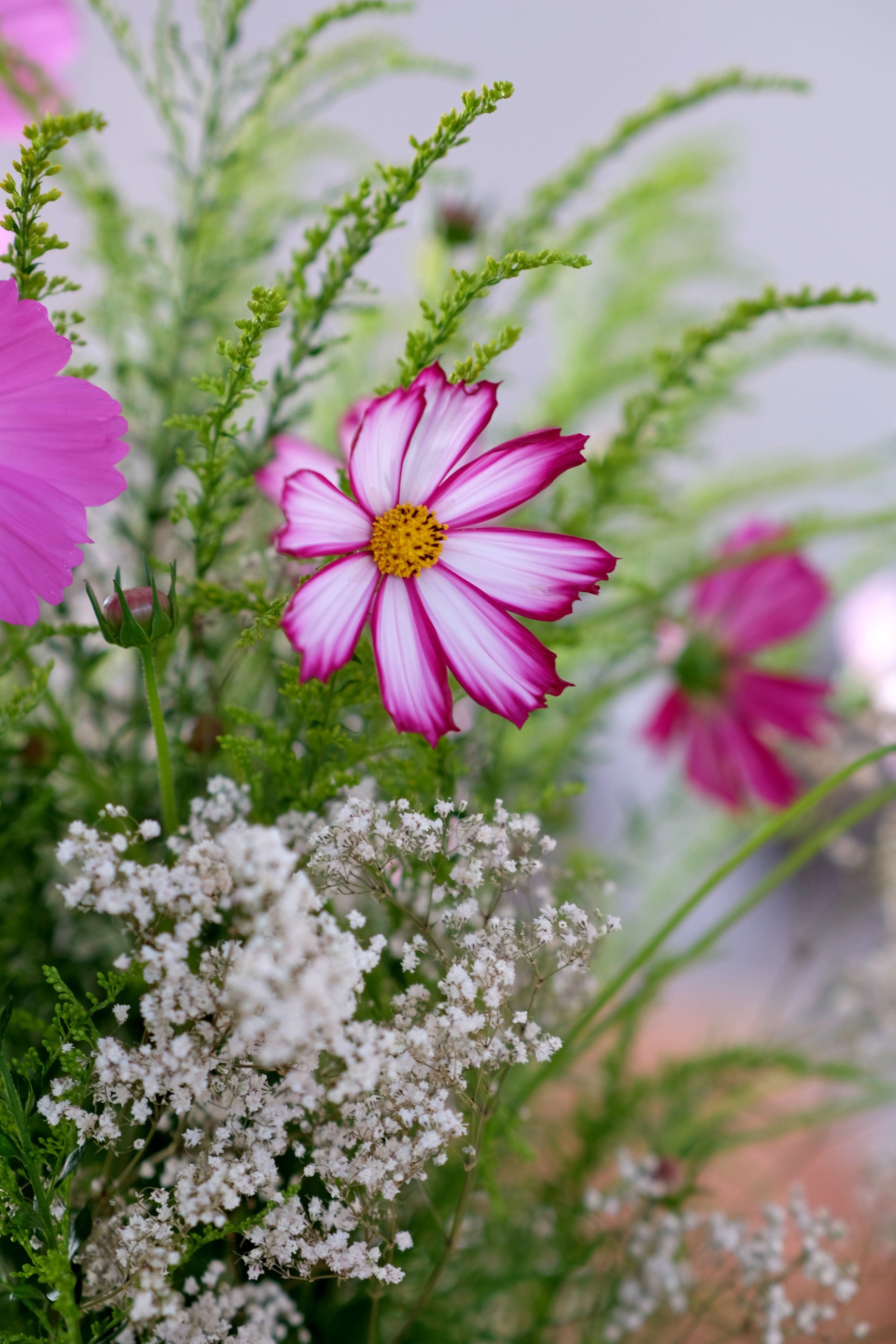 Vibrant Cosmos Flower Arrangement in Zielona Góra · Free Stock Photo