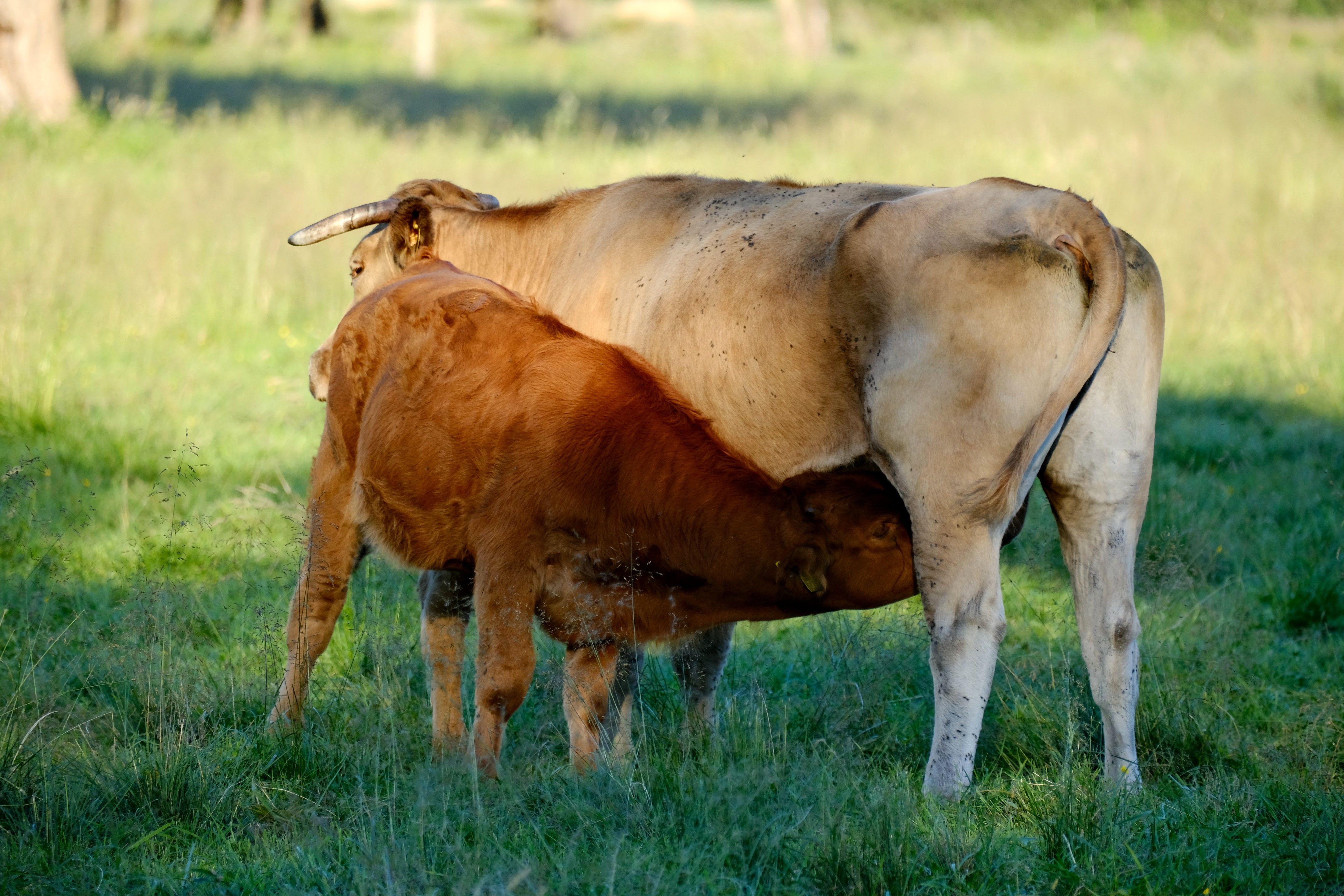 Cow and Calf Feeding in Summer Pasture · Free Stock Photo