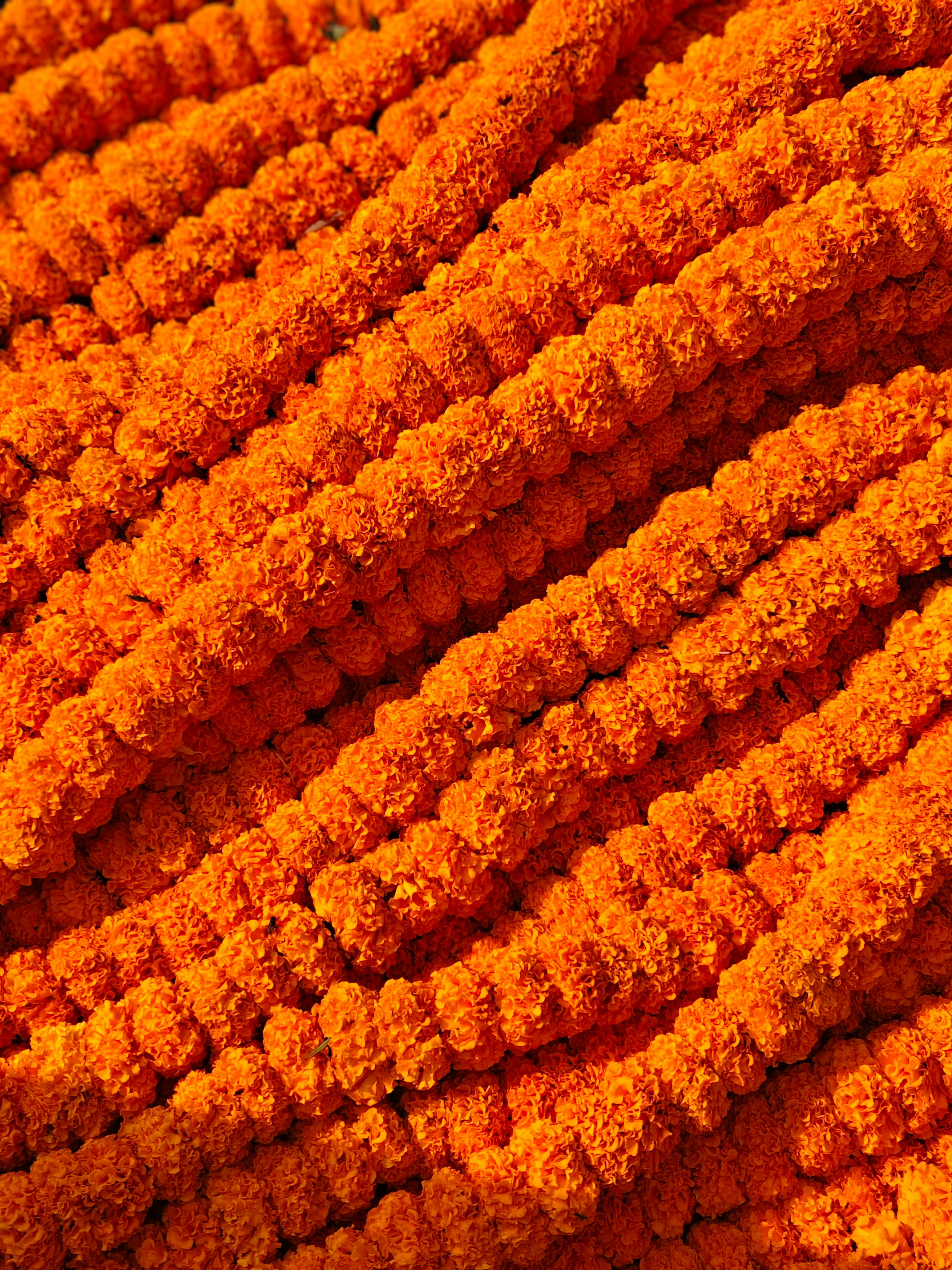 Indian+Bazaar Photos, Download The BEST Free Indian+Bazaar Stock Photos ...