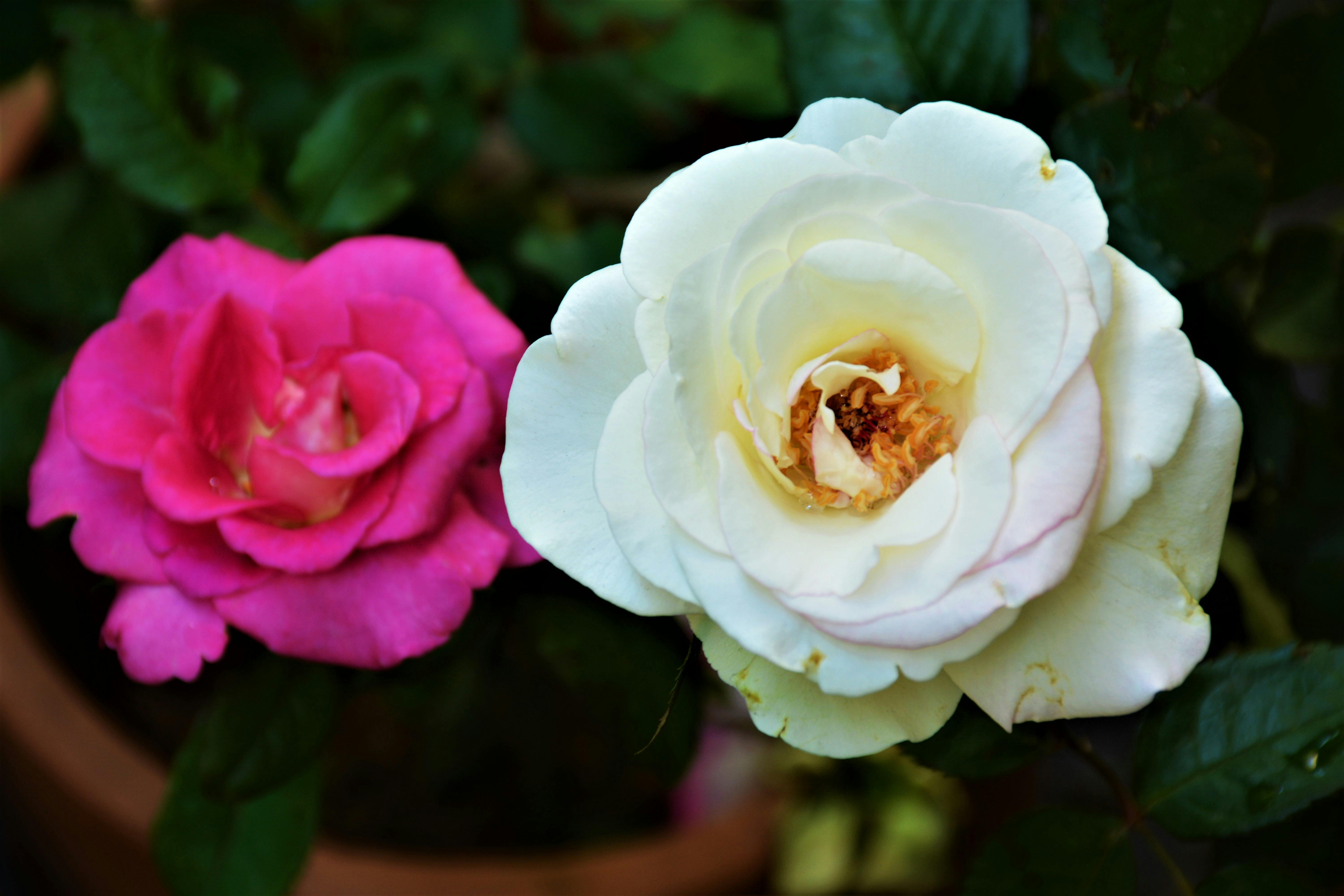 Foto de stock gratuita sobre blanco y rosa, Rosa, Rosa blanca