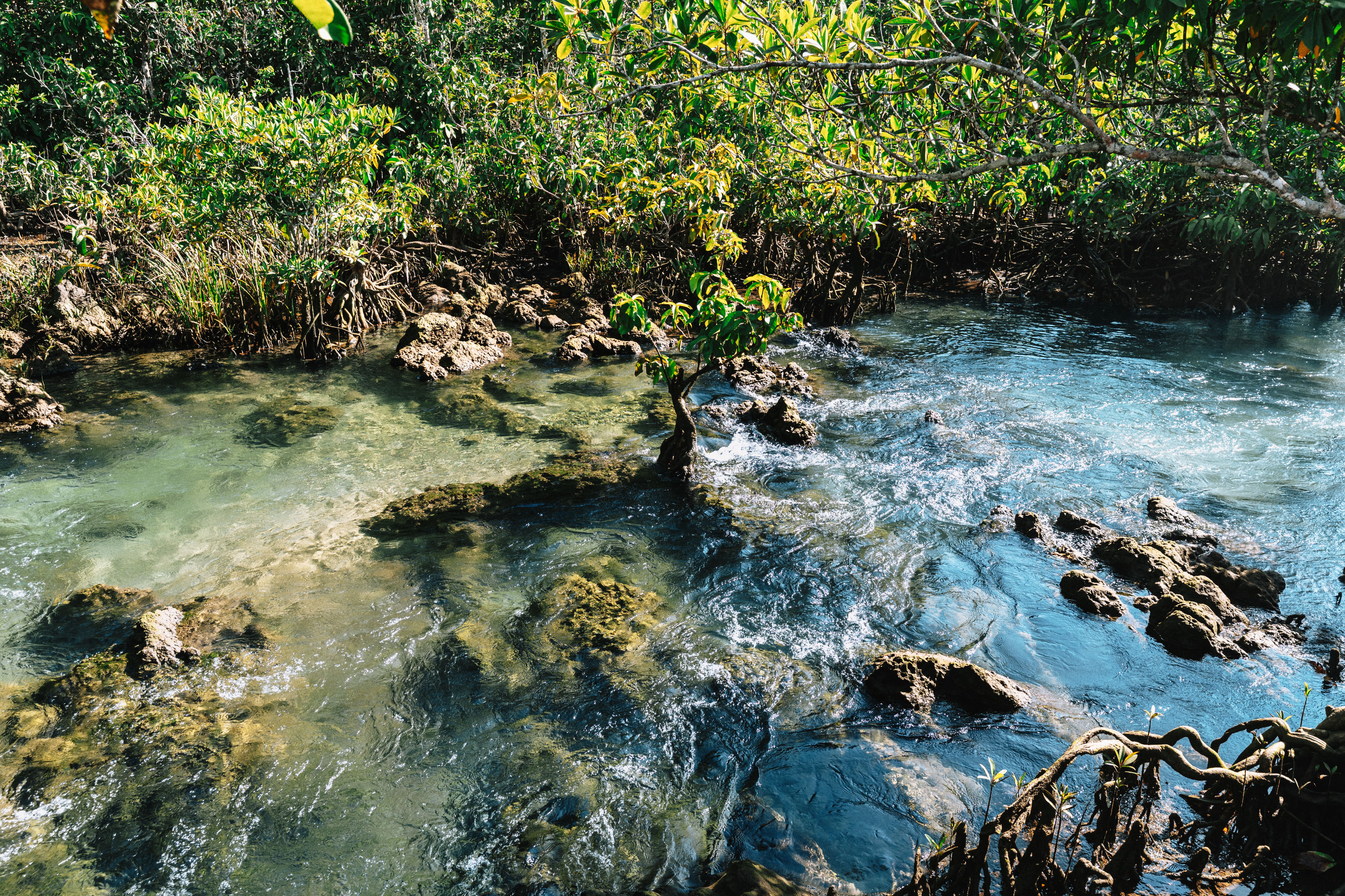 Scenic River Flow in Krabi, Thailand · Free Stock Photo