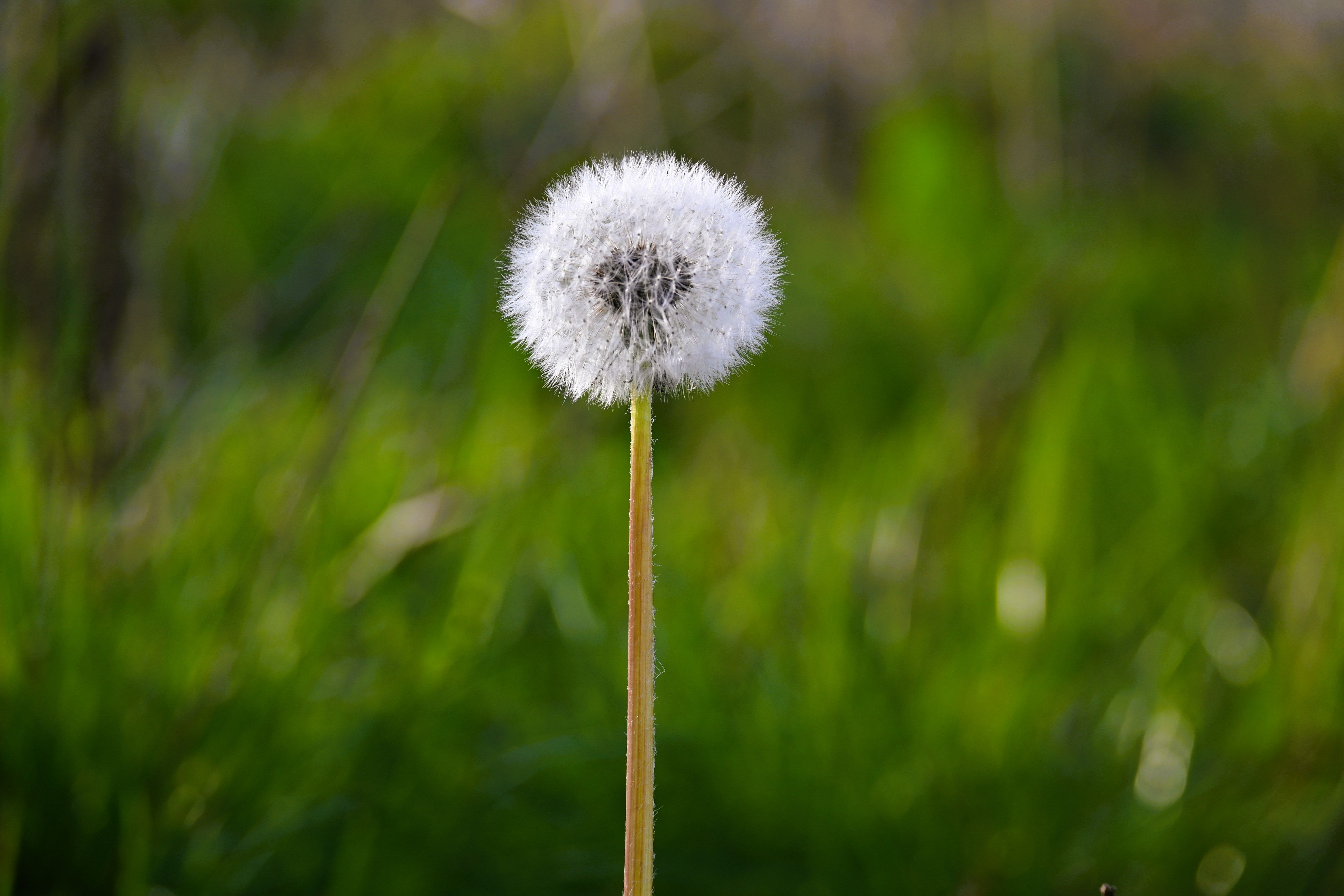 Close-up of a Dandelion Puff in Blooming Field · Free Stock Photo