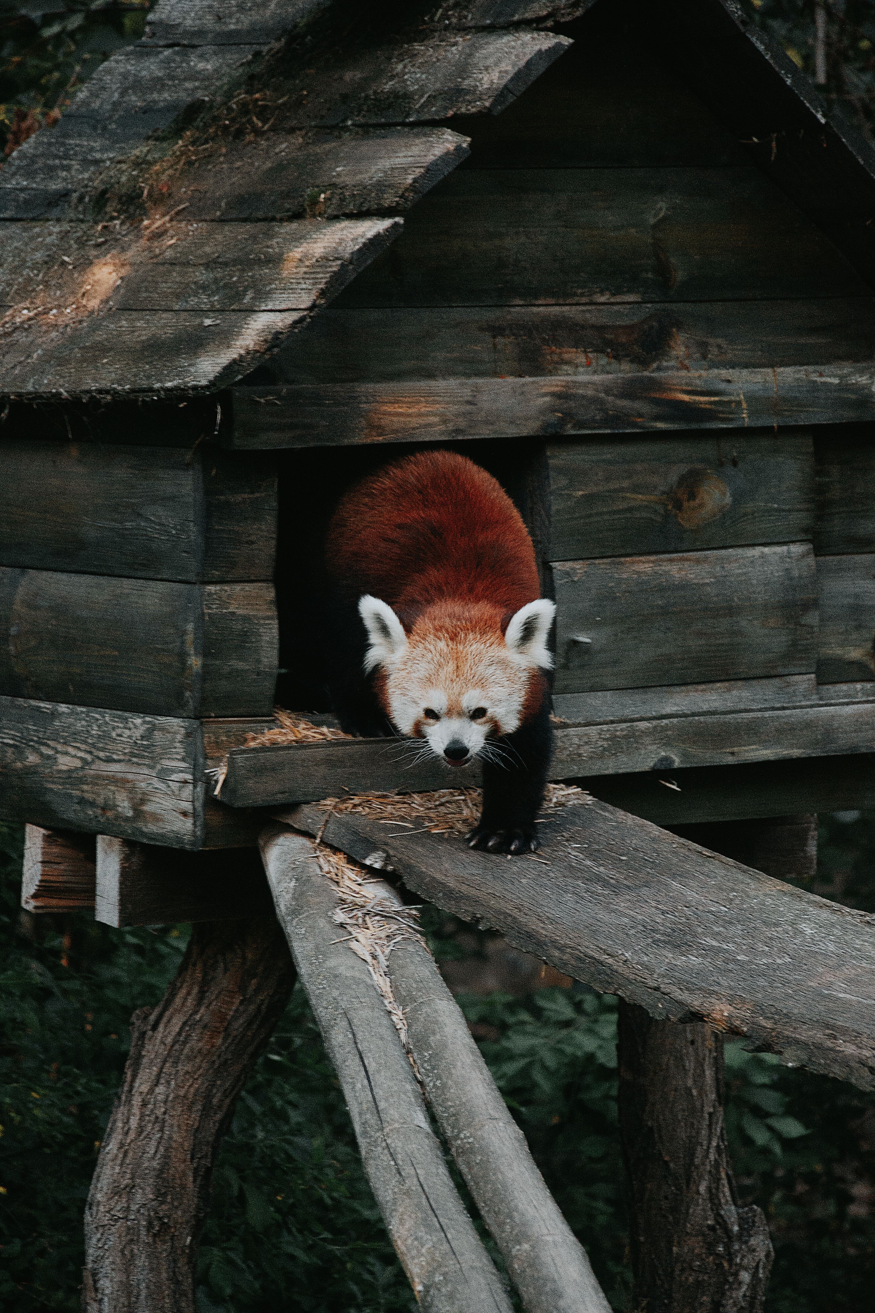 Red Panda in Wooden Enclosure in Hungary · Free Stock Photo