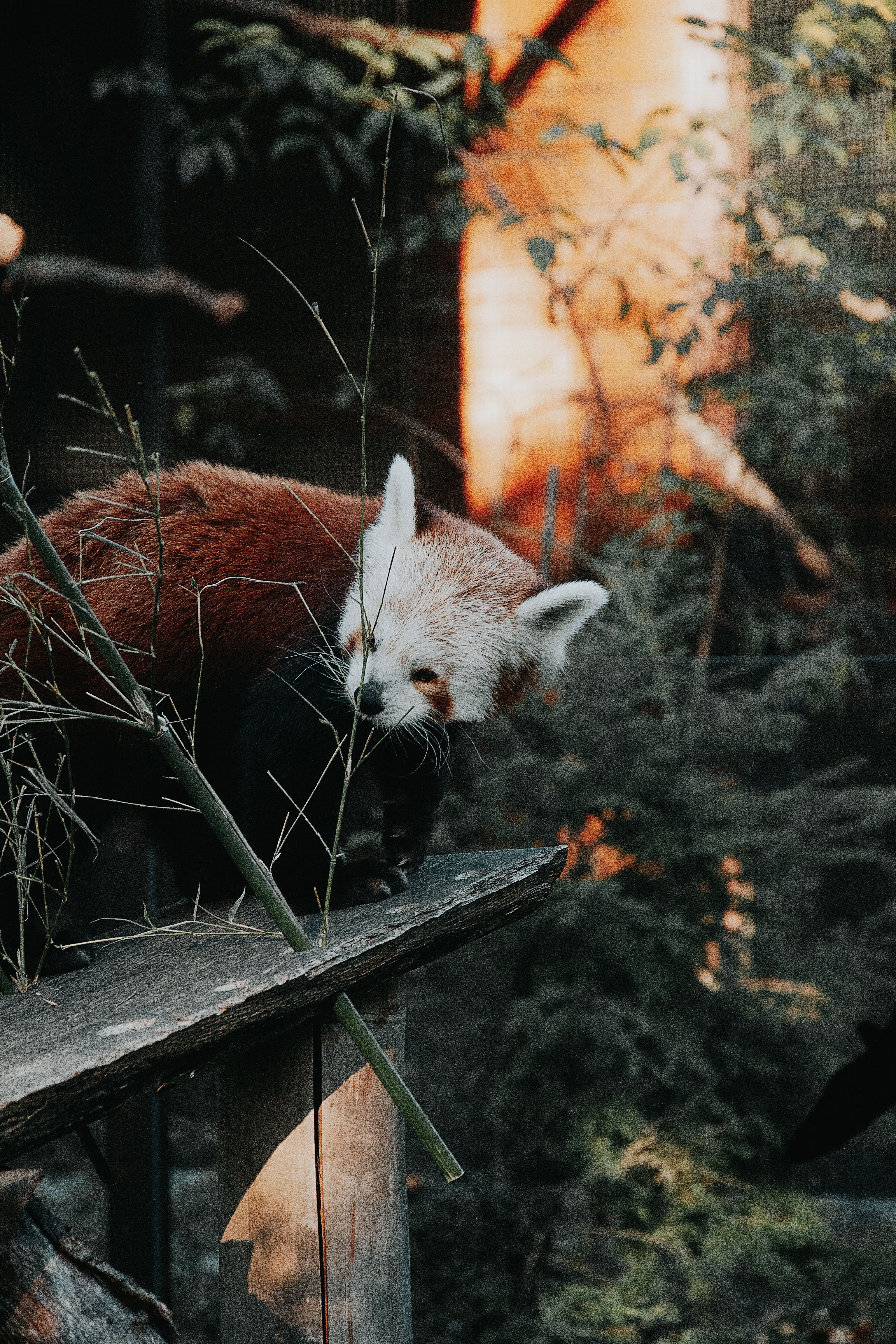 90.000+ melhores imagens de Zoo 4k Wallpaper · Download 100% grátis ...