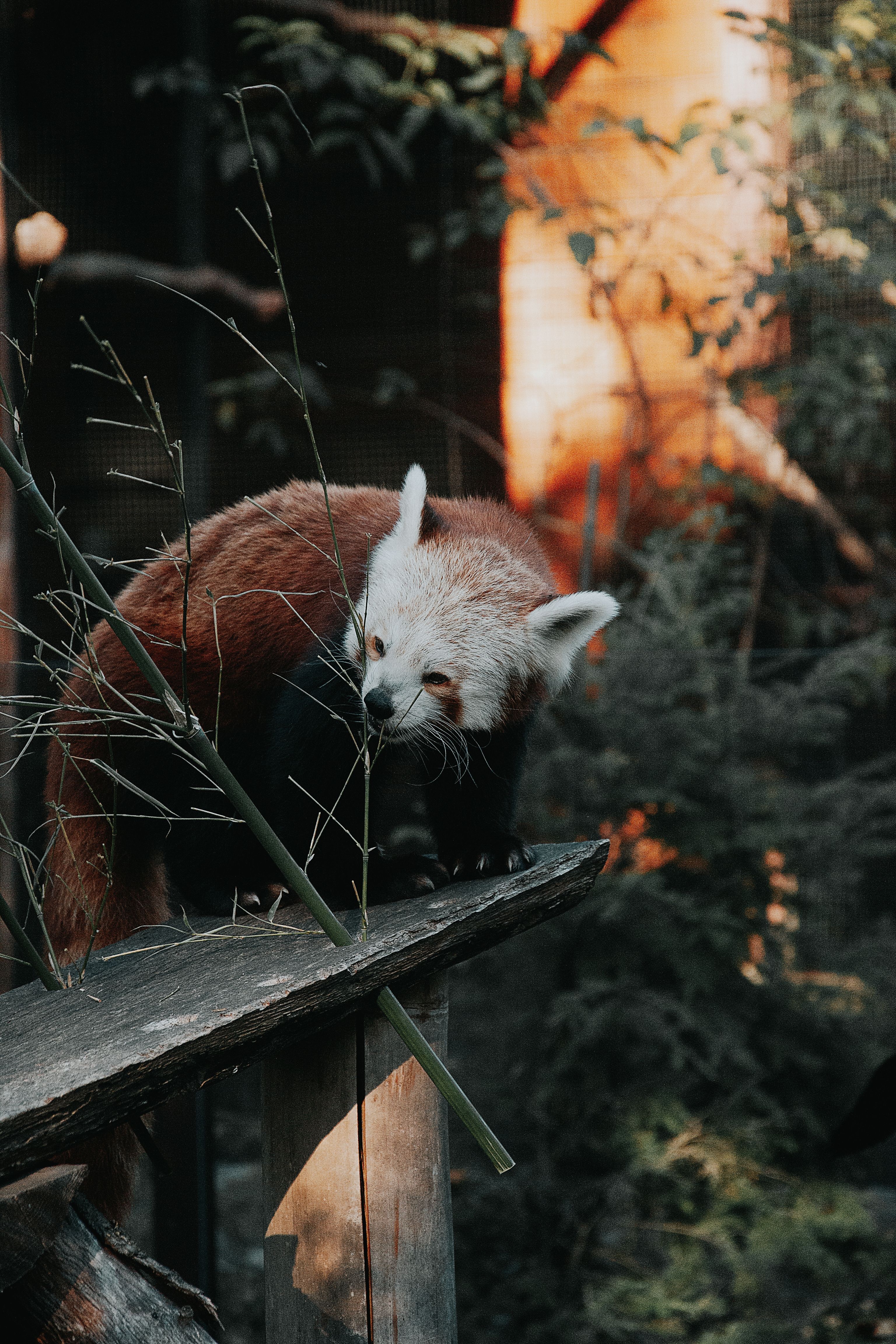 Animal Wallpaper Photos, Download The BEST Free Animal Wallpaper Stock ...