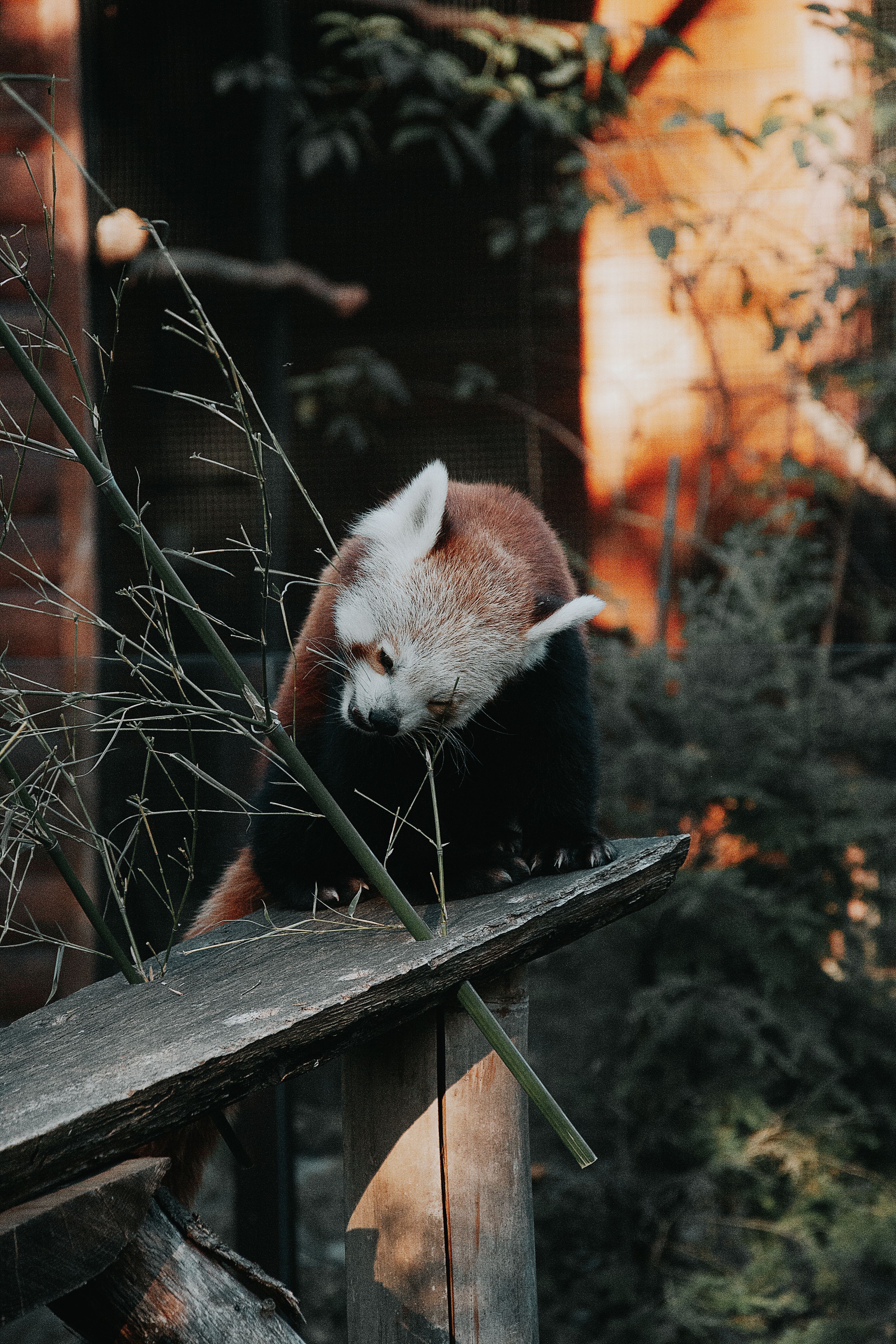 Captivating Red Panda Eating in Hungarian Zoo · Free Stock Photo