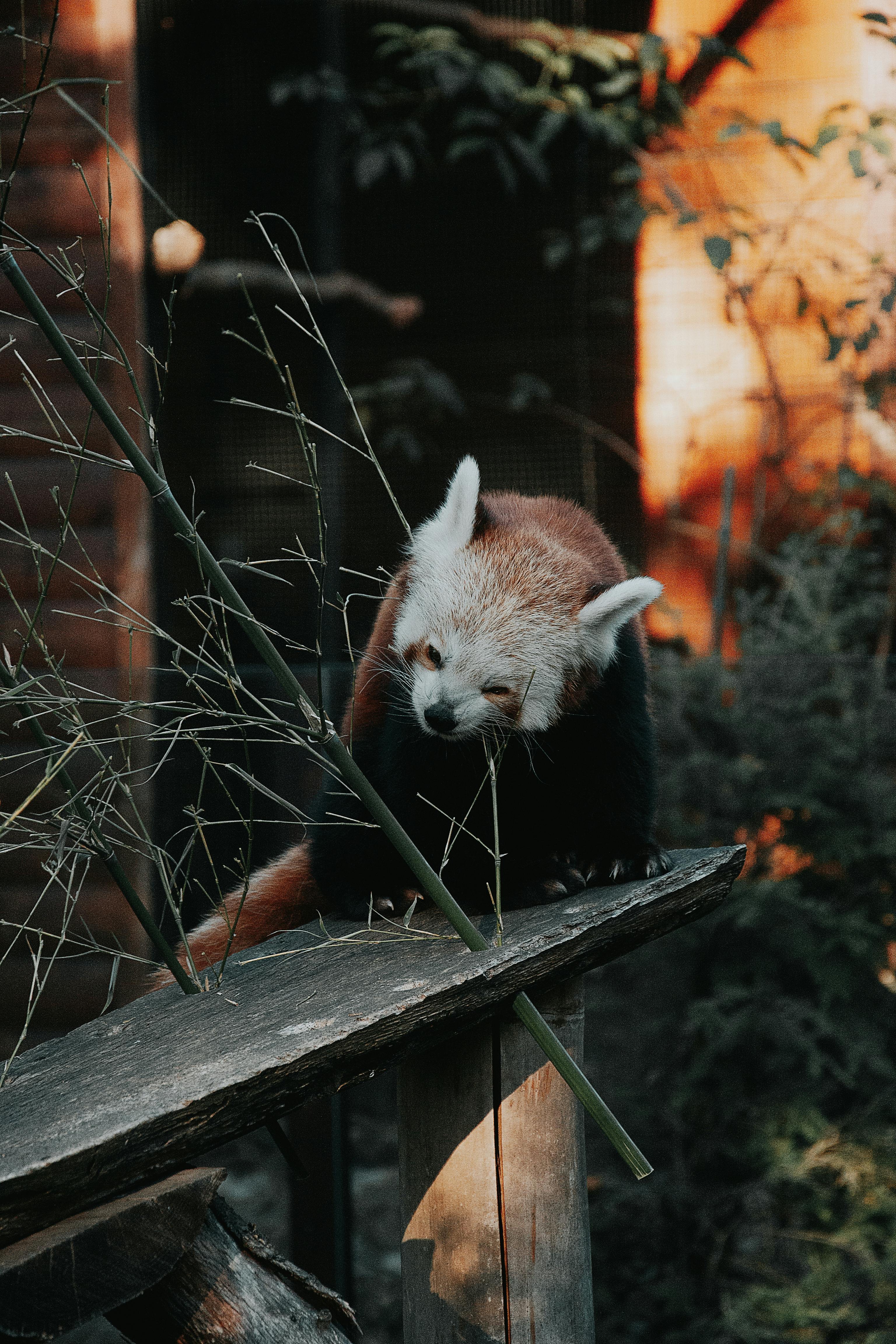 Voxtek+Wallpaper Photos, Download The BEST Free Voxtek+Wallpaper Stock ...