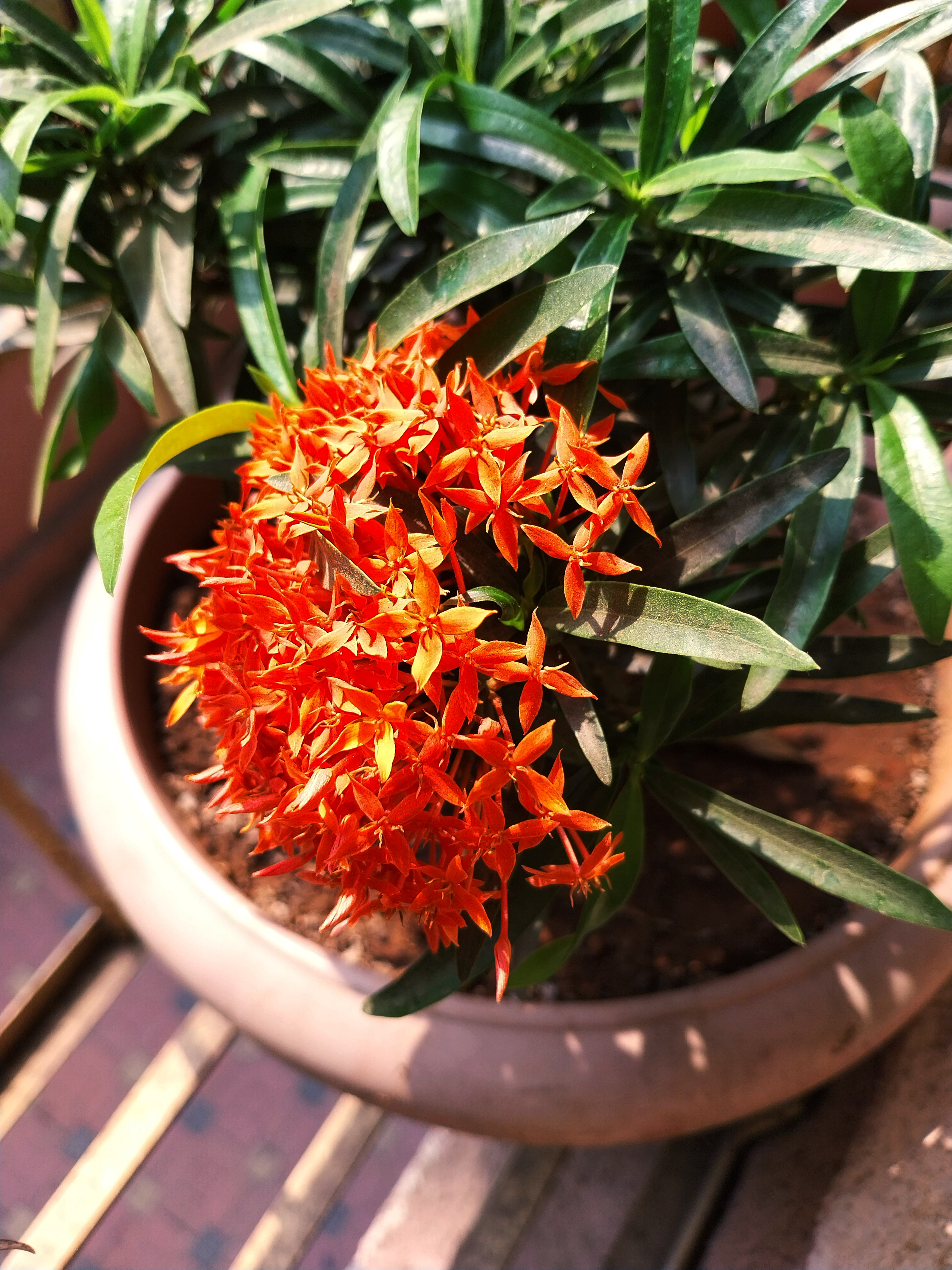Vibrant Red Ixora Flower in Ceramic Pot · Free Stock Photo