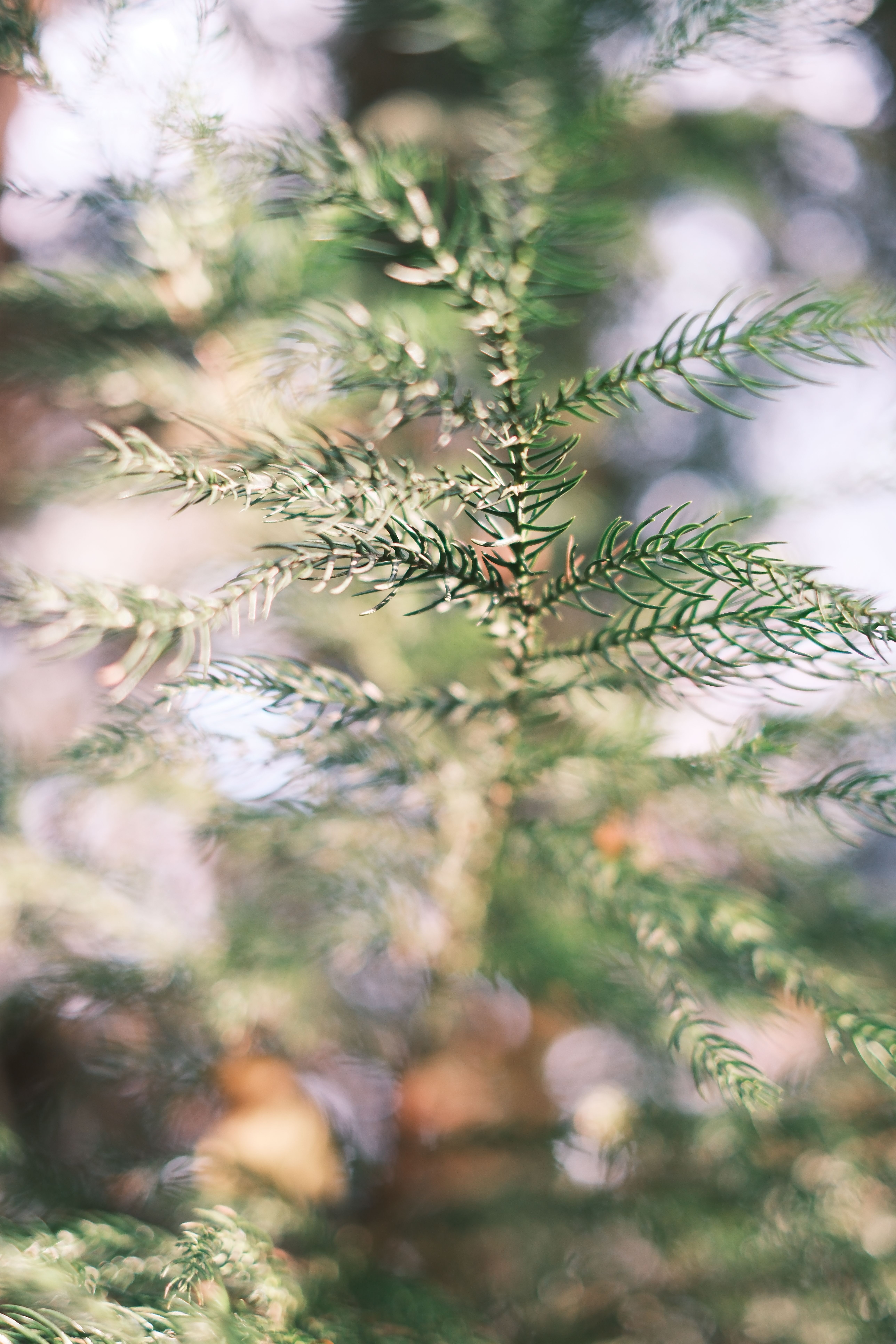 Greenery Background Photos, Download The BEST Free Greenery Background ...