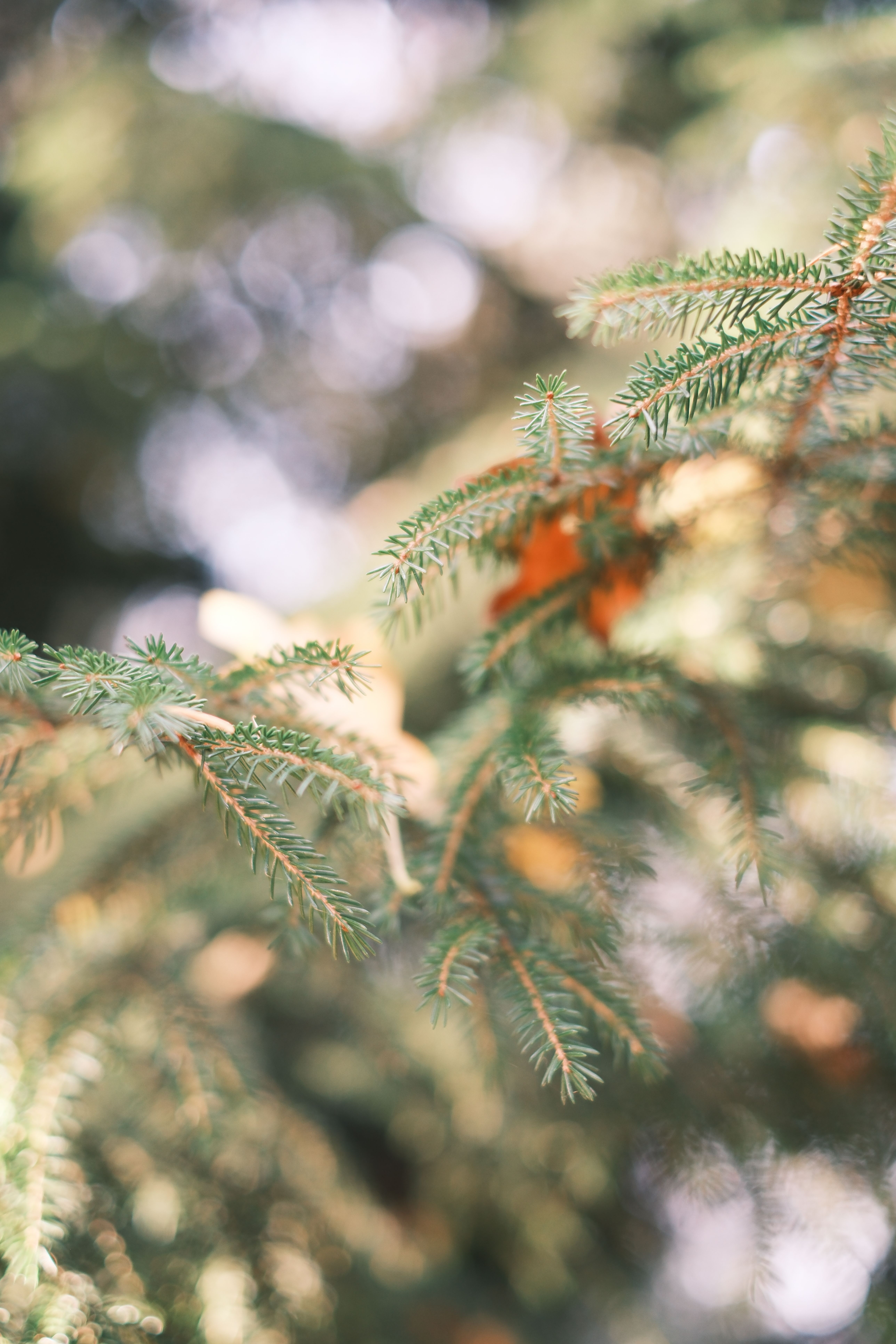 Greenery Background Photos, Download The BEST Free Greenery Background ...