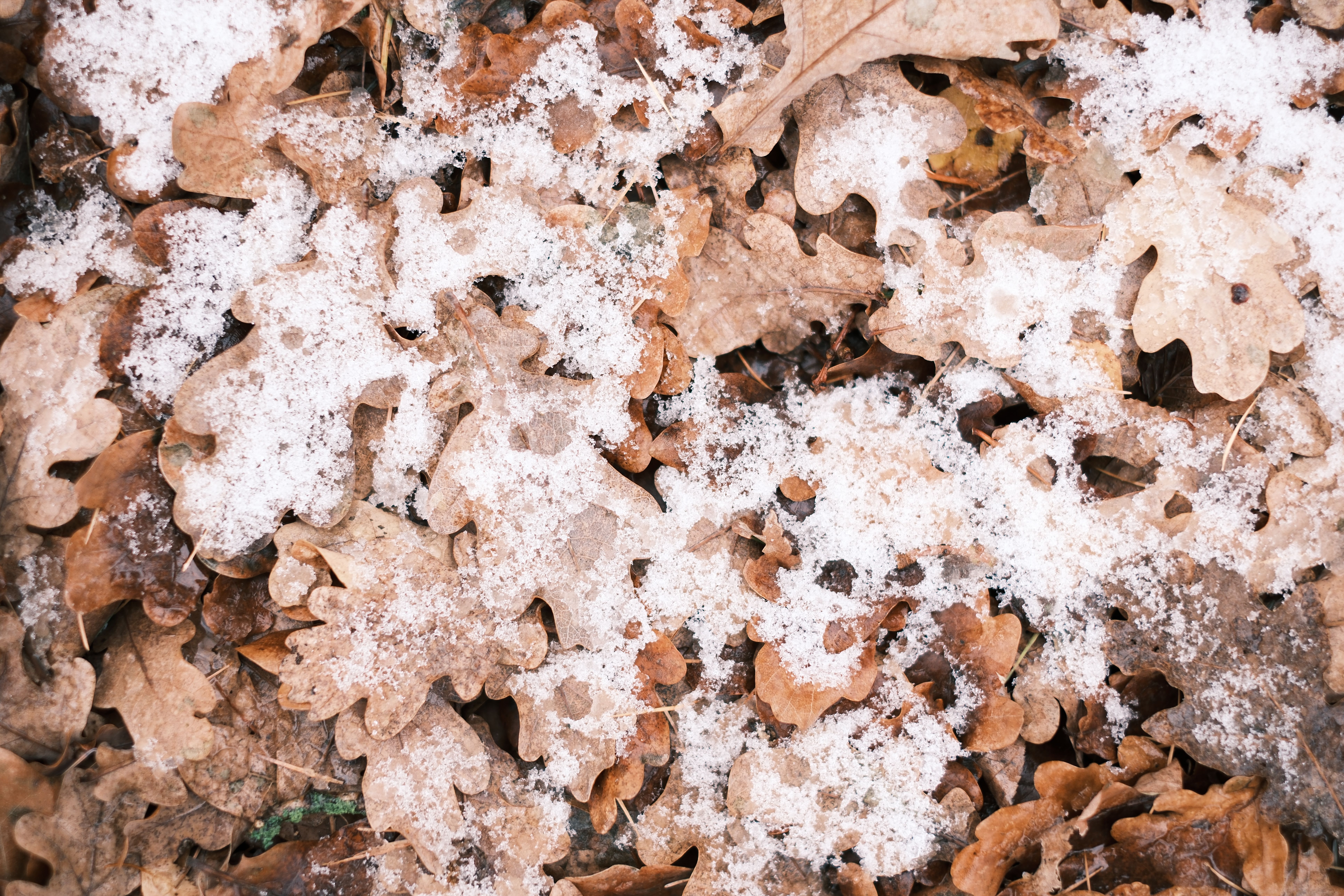 Winter Oak Leaves with Snow Texture · Free Stock Photo
