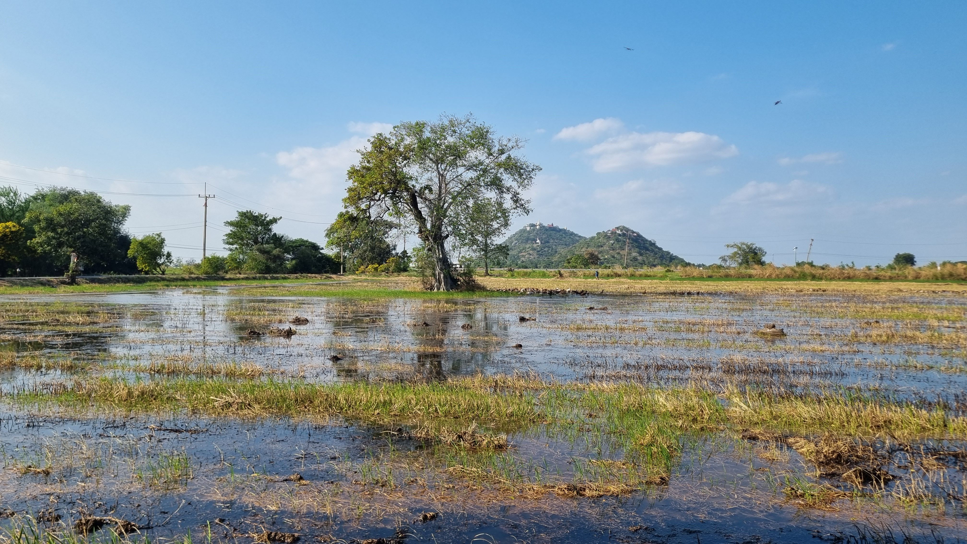 Serene Landscape of a Waterlogged Field and Tree · Free Stock Photo