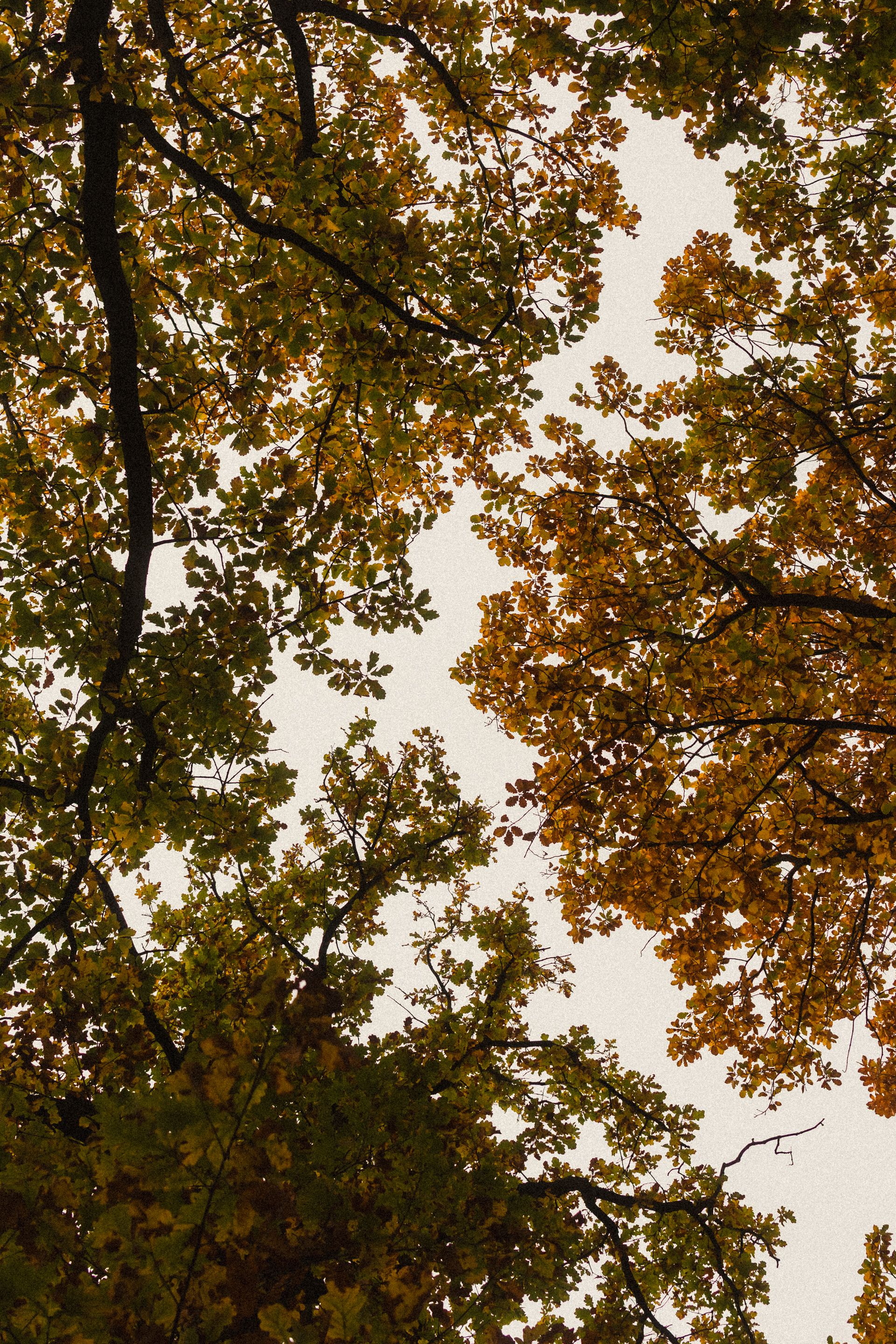 Autumn Foliage Canopy in Fall Colors · Free Stock Photo