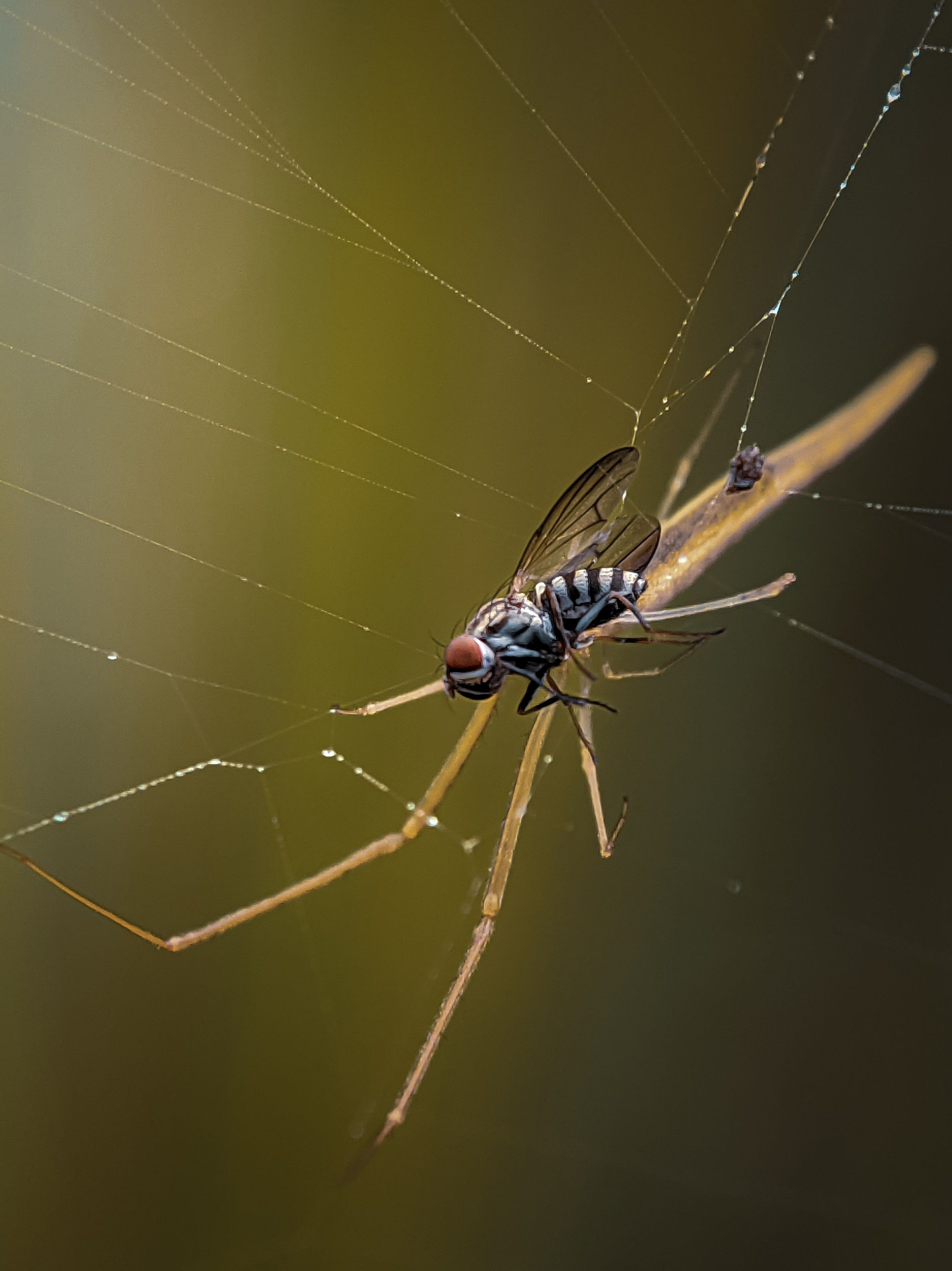 Close-up of a fly trapped in a spider web outdoors · Free Stock Photo