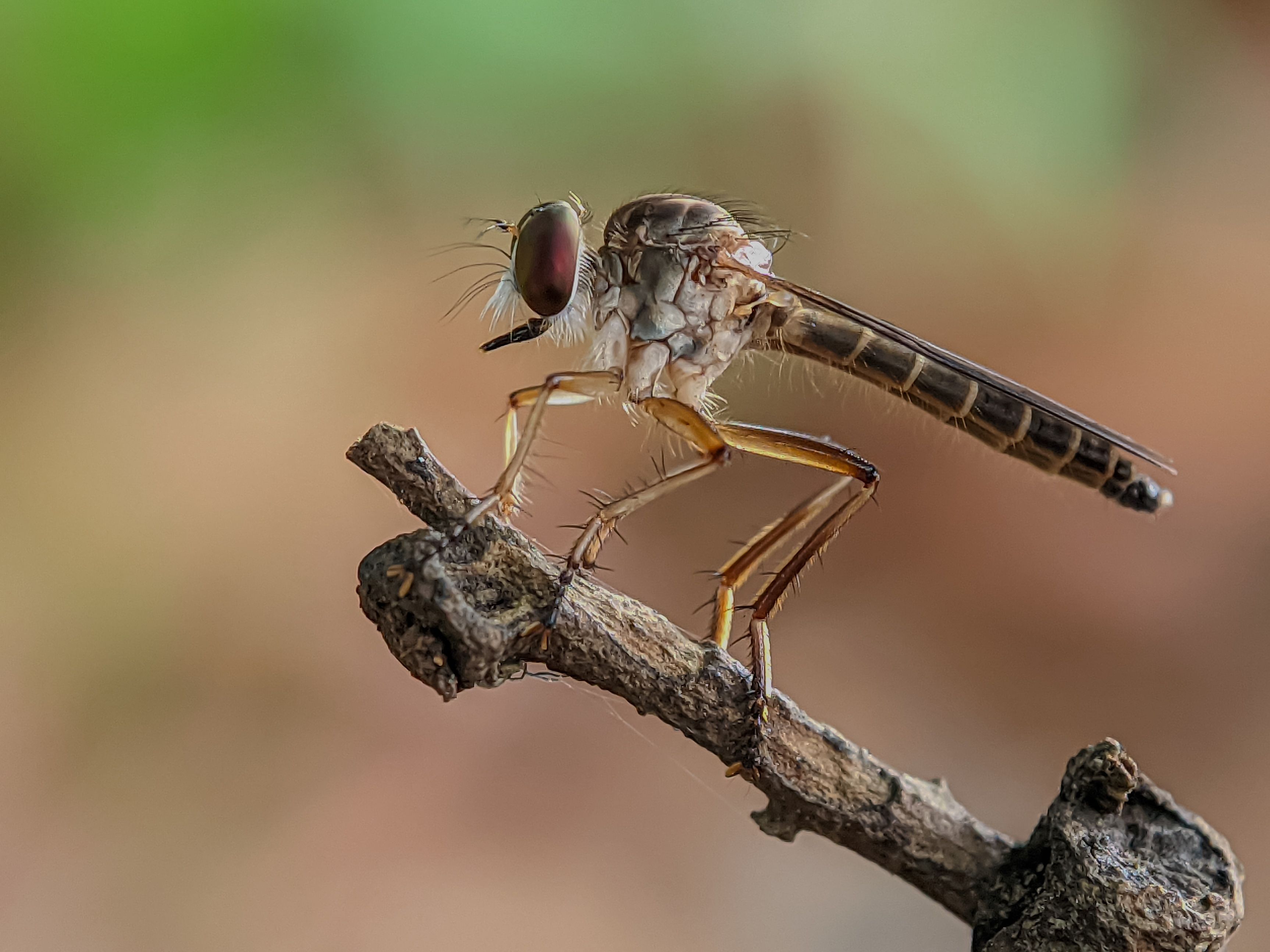Macro Photography of Robber Fly on Stick · Free Stock Photo