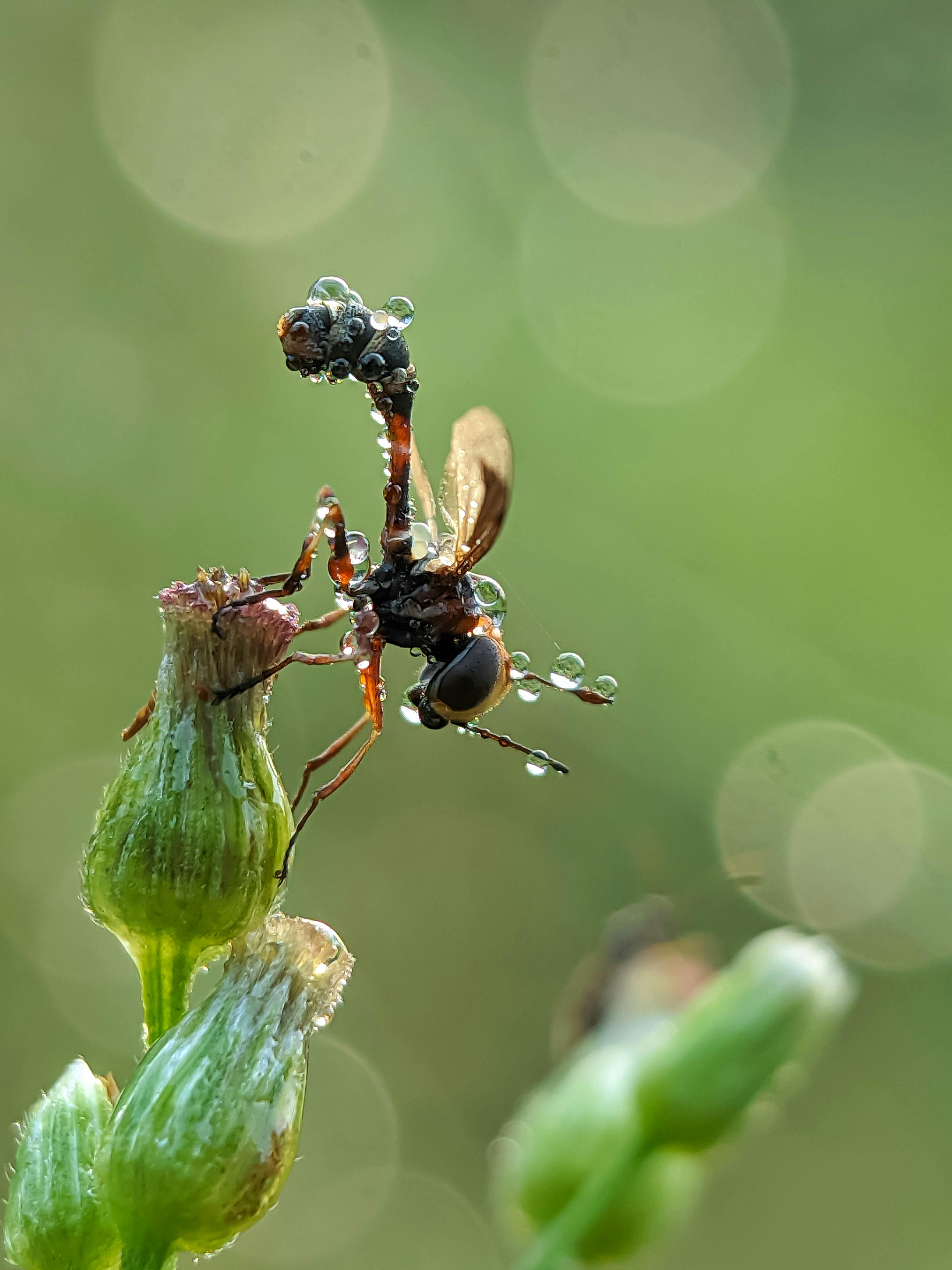 Micro+Bikinis+Gifs Photos, Download The BEST Free Micro+Bikinis+Gifs ...