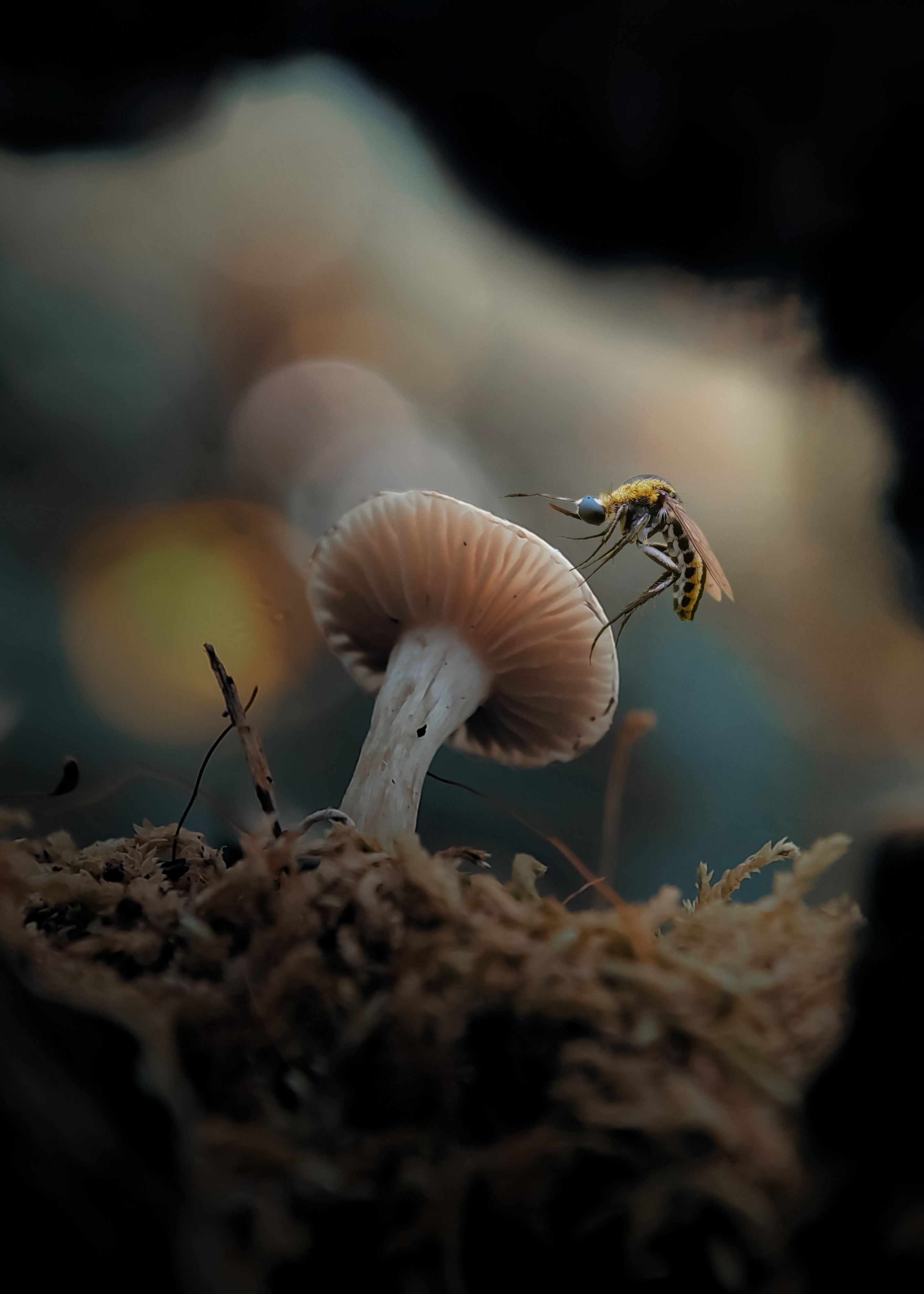 Close-Up of Mushroom and Hovering Insect in Forest · Free Stock Photo