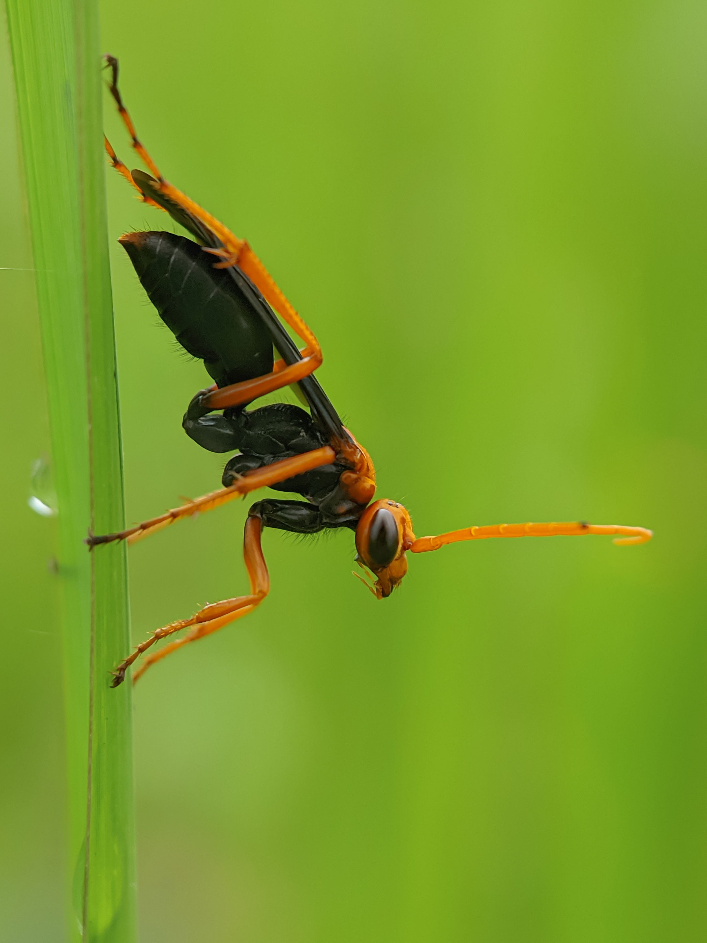 Close-up of Orange Wasp on Green Blade · Free Stock Photo