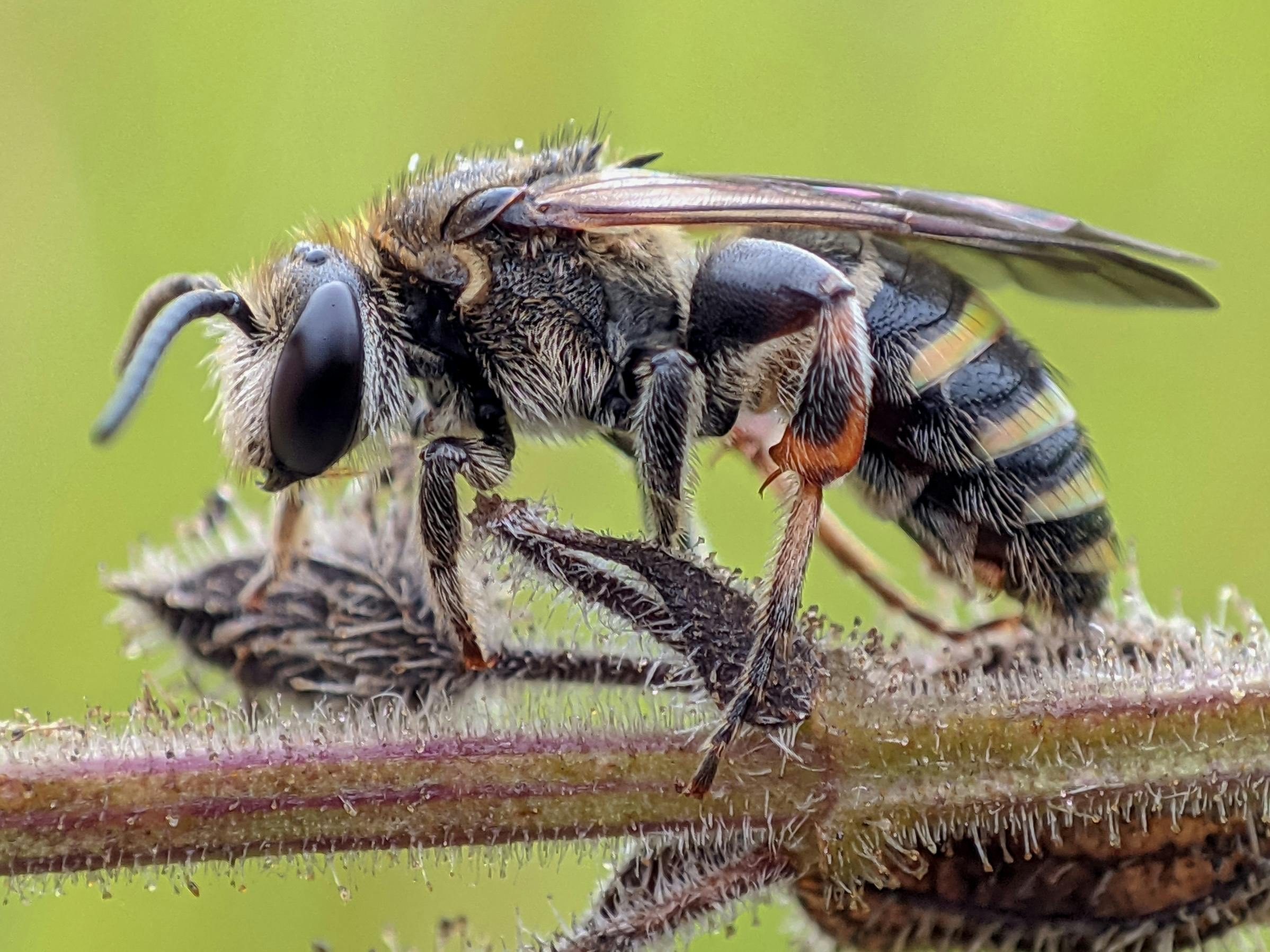 Micro+Bikinis+Gifs Photos, Download The BEST Free Micro+Bikinis+Gifs ...