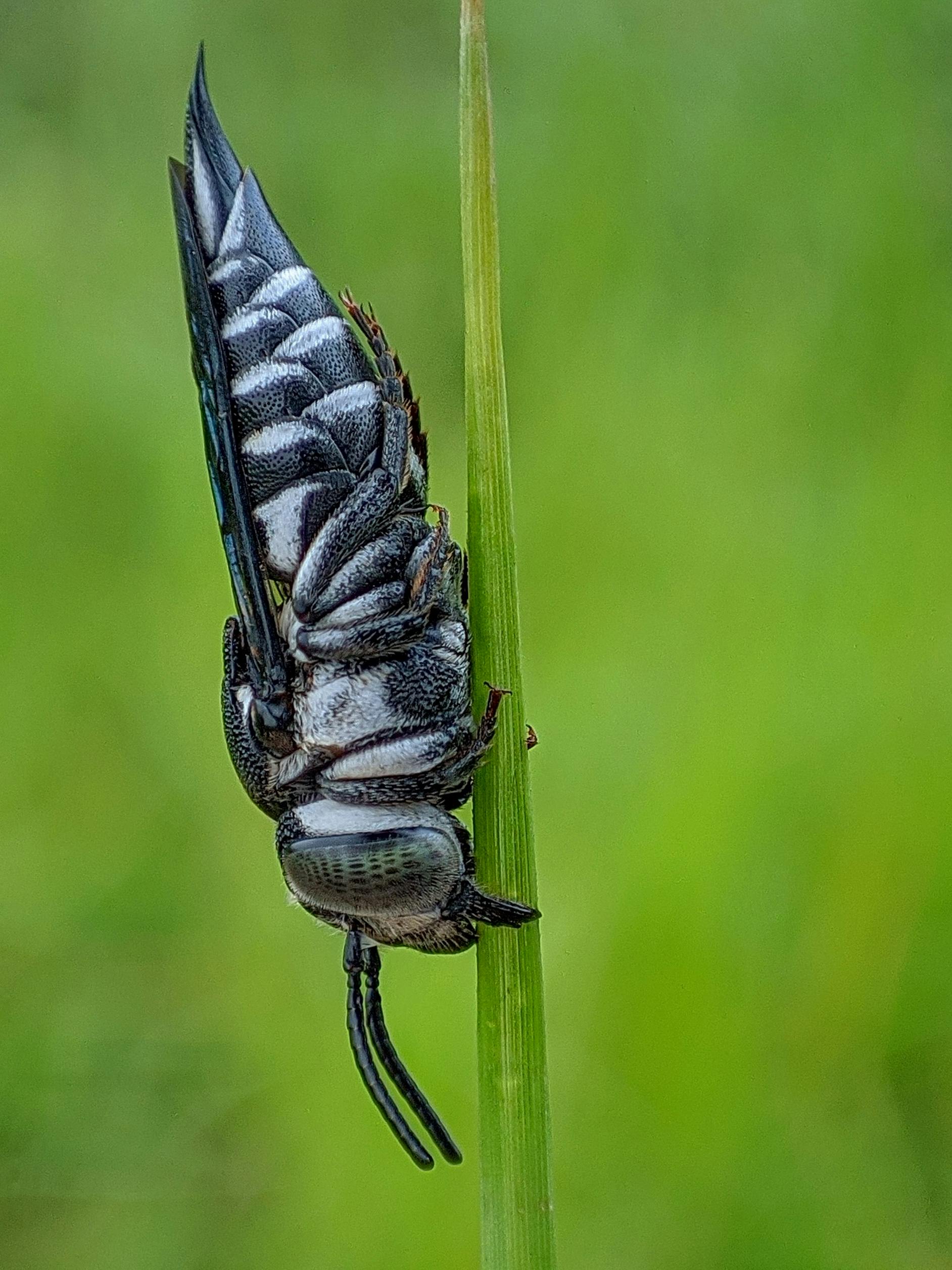 Scrolller+Micro+Bikini Photos, Download The BEST Free Scrolller+Micro+Bikini Stock Photos & HD ...