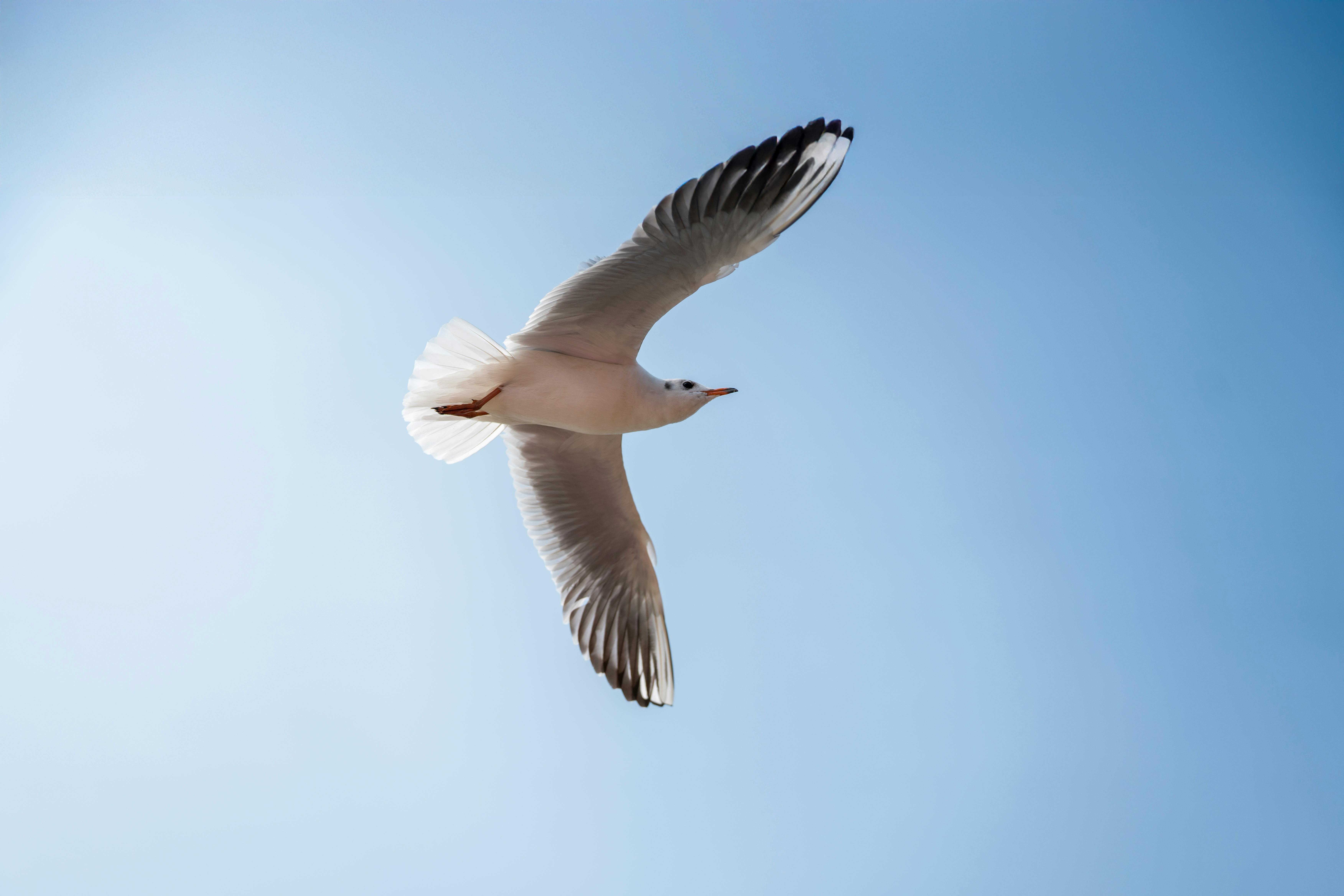 Preamble Of Indian Constitution Photos, Download The BEST Free Preamble ...