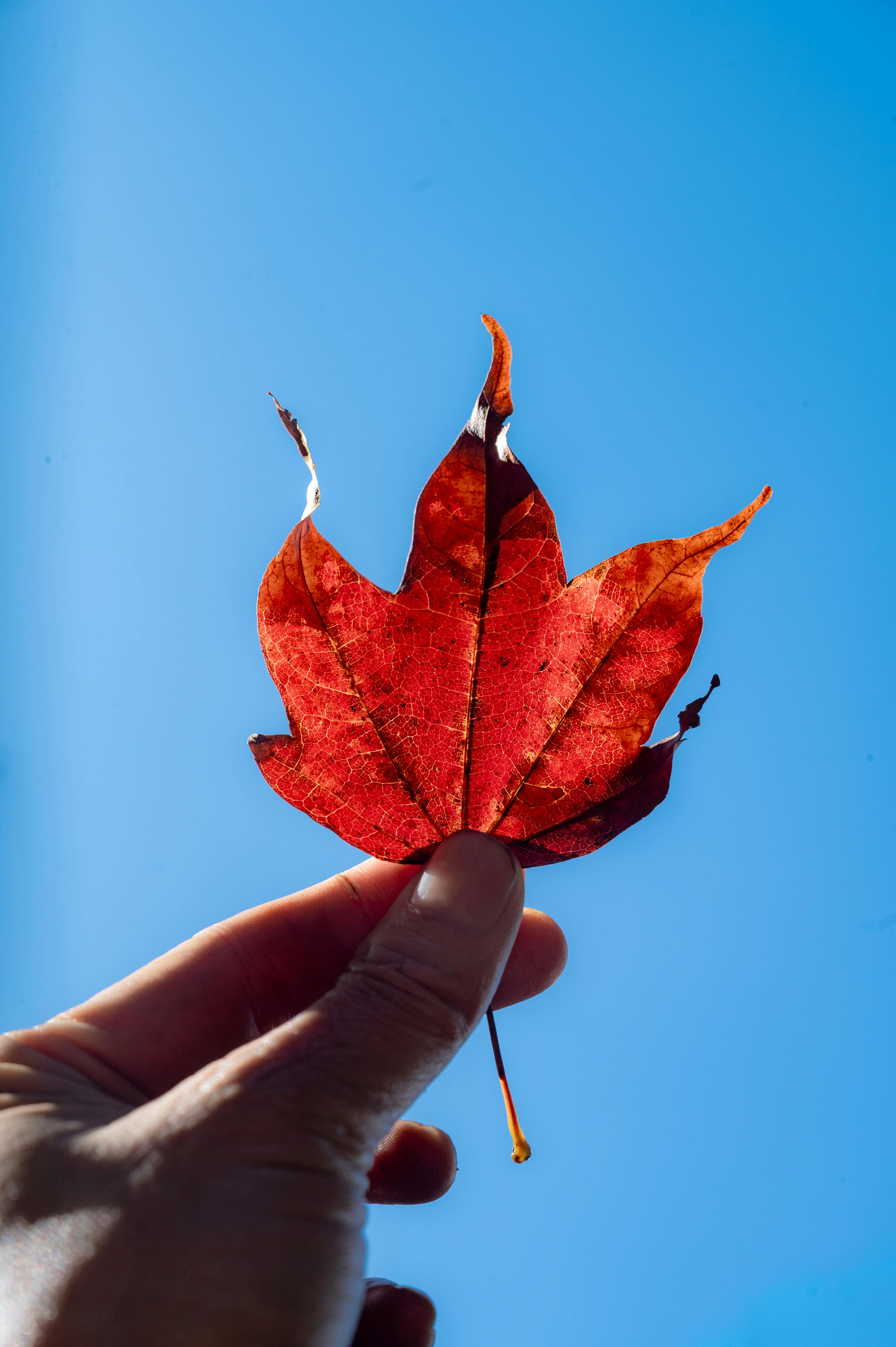 Mano Sosteniendo Una Hoja De Arce Roja Contra Un Cielo Azul Claro ...