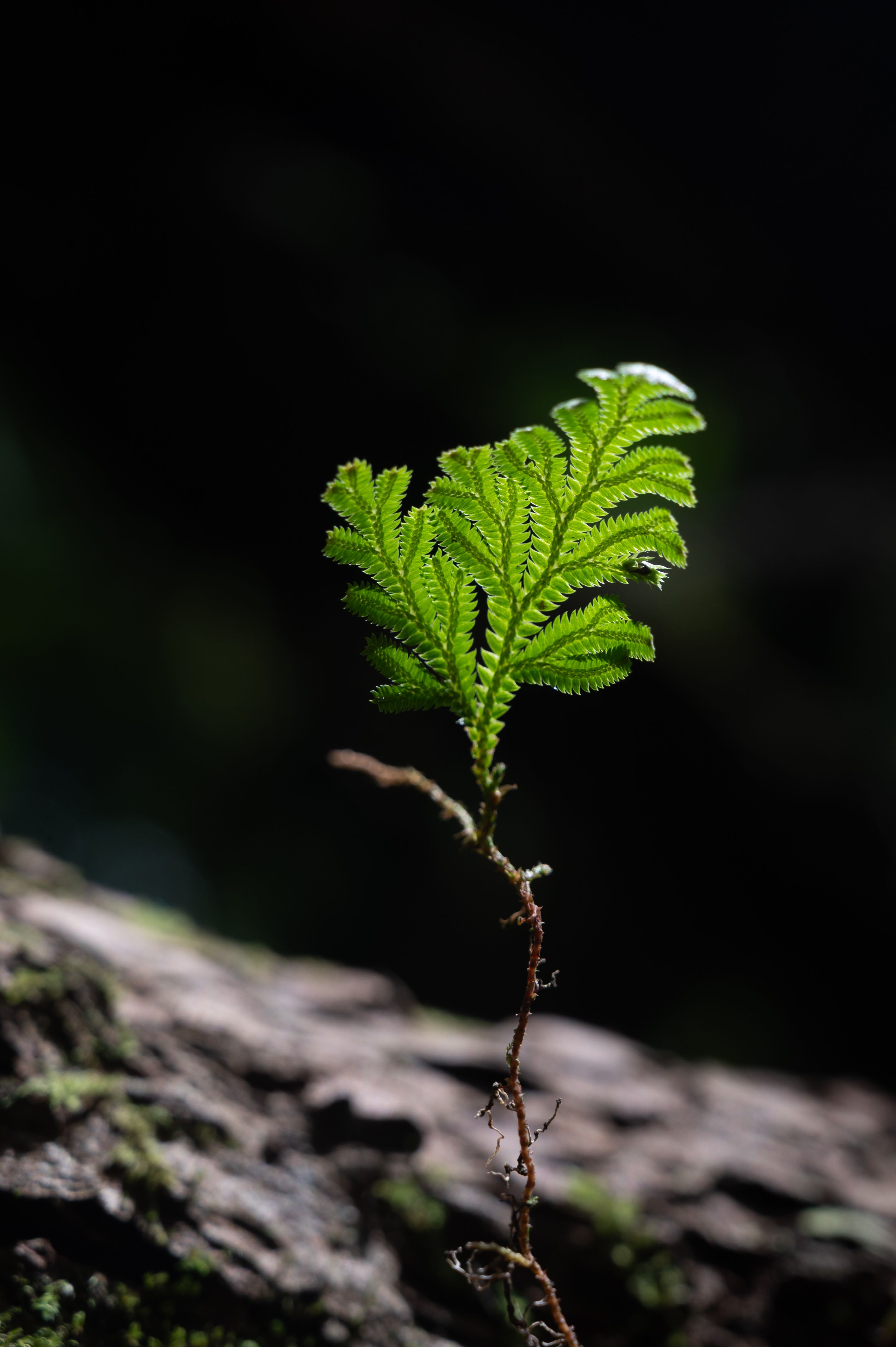 Close-Up of Vibrant Green Fern on Tree Trunk · Free Stock Photo