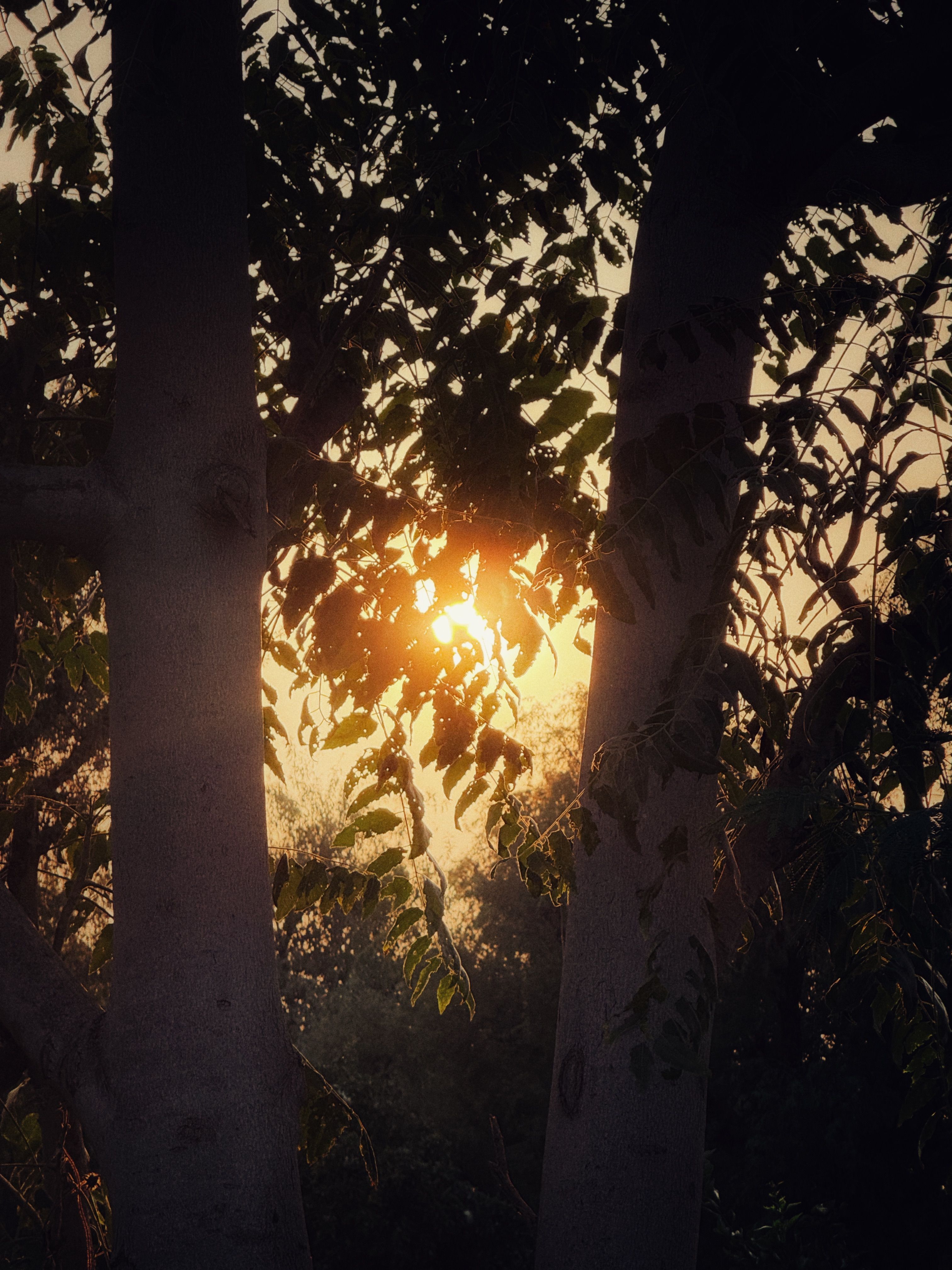 Golden Sunset Through Forest Trees · Free Stock Photo