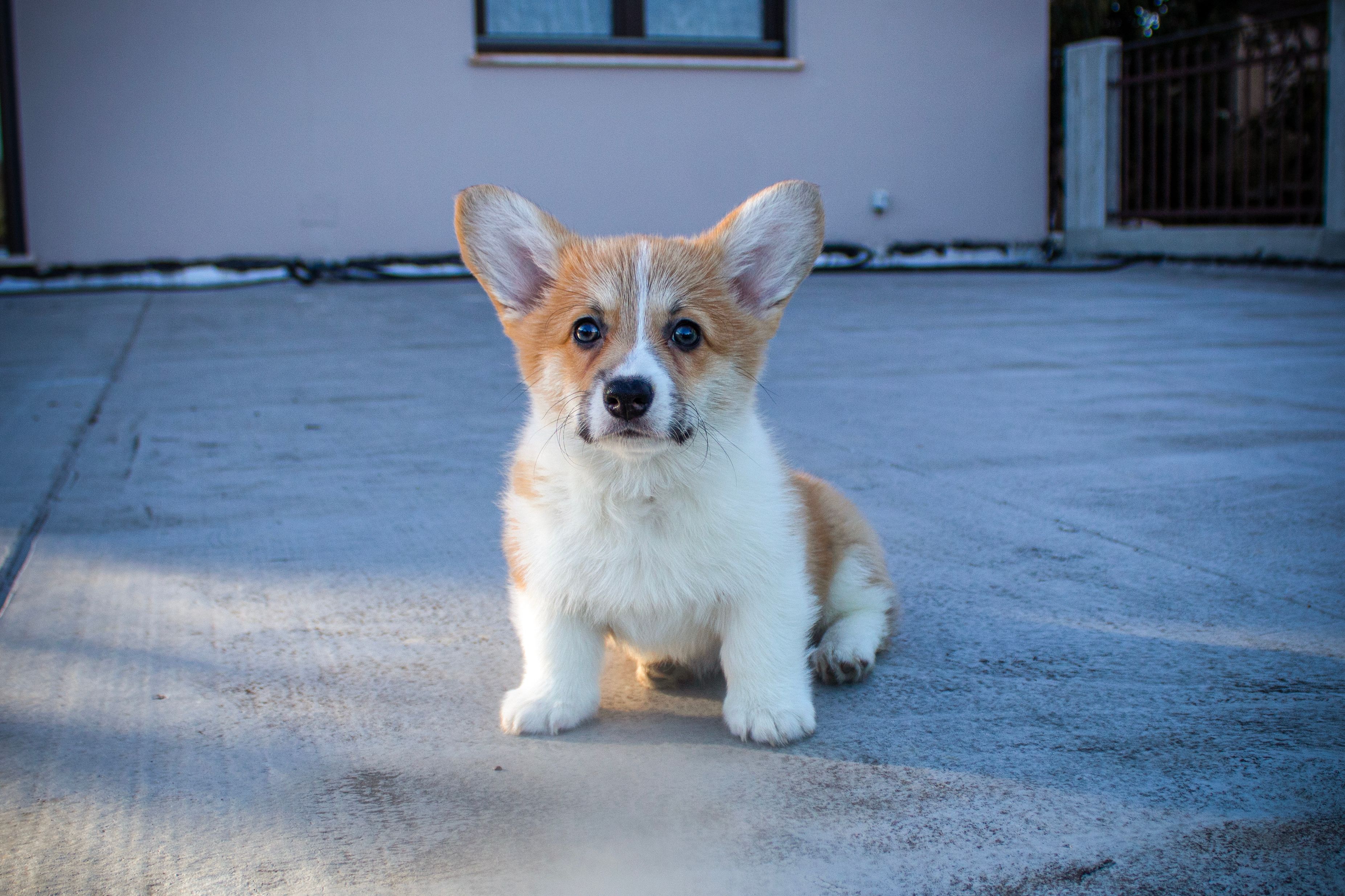 Small Dog Photos, Download The BEST Free Small Dog Stock Photos & HD Images