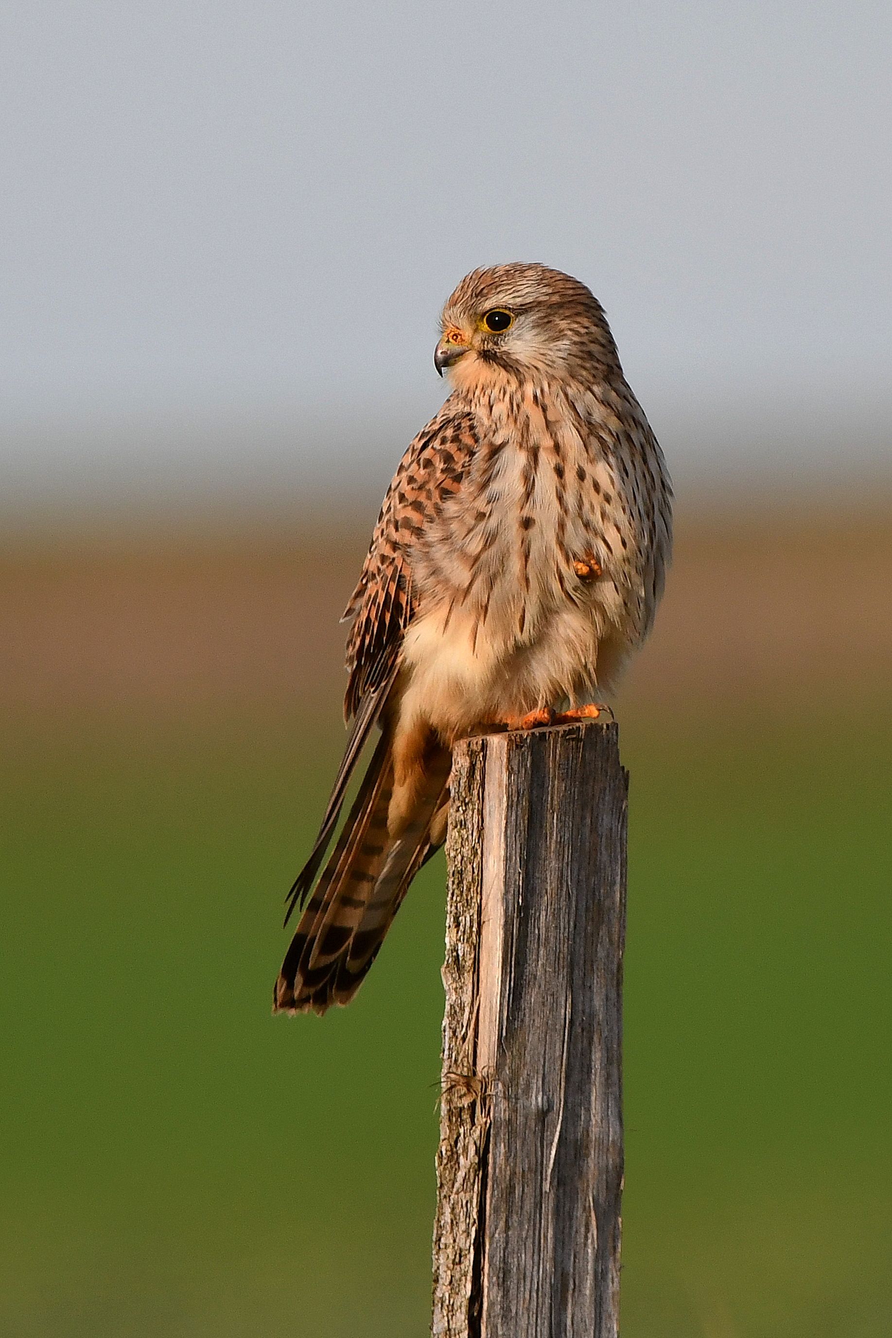 Fire Falcon Photos, Download The BEST Free Fire Falcon Stock Photos ...